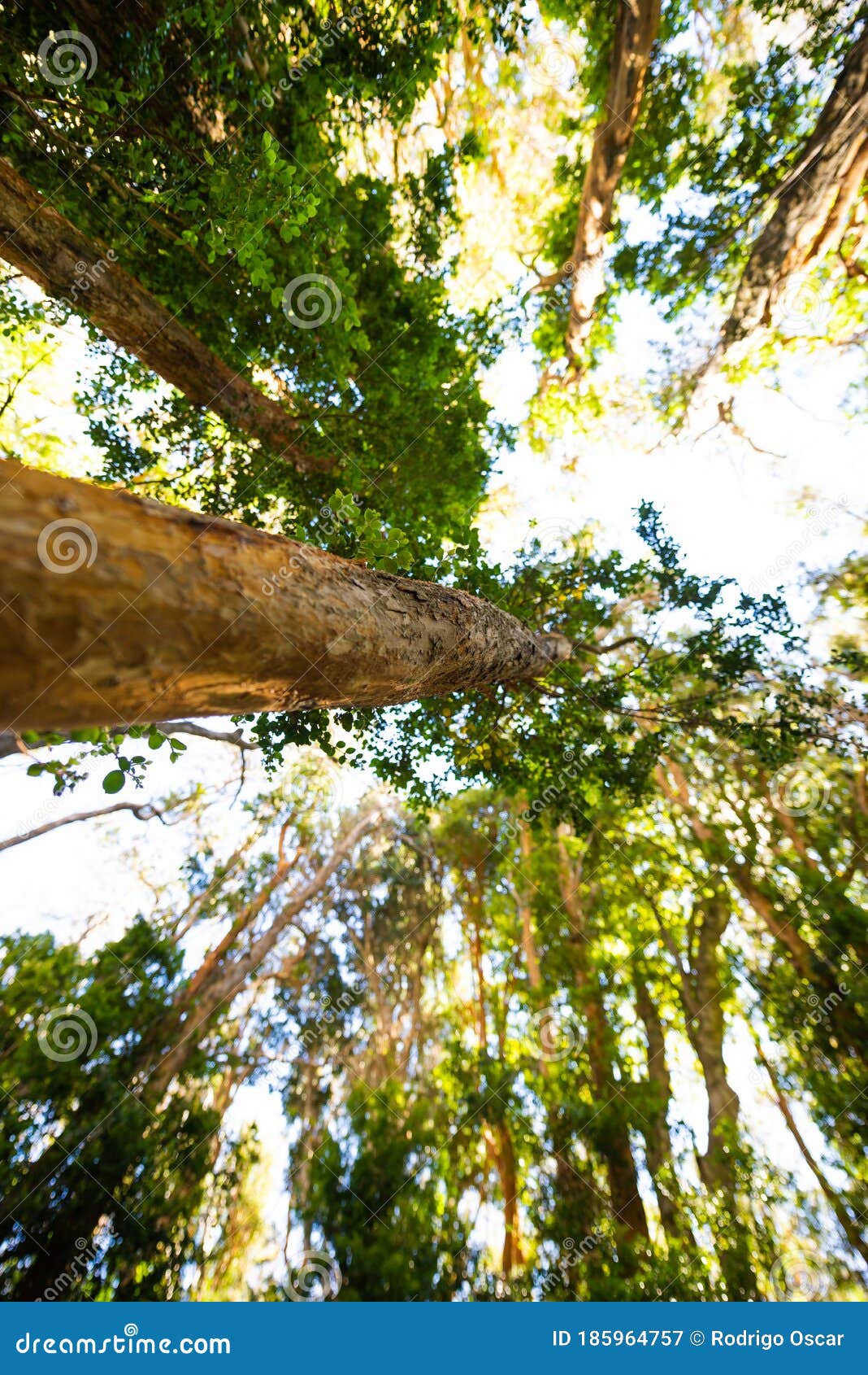 Forenst Vertical Perspective Stock Image - Image of lake, beautiful ...