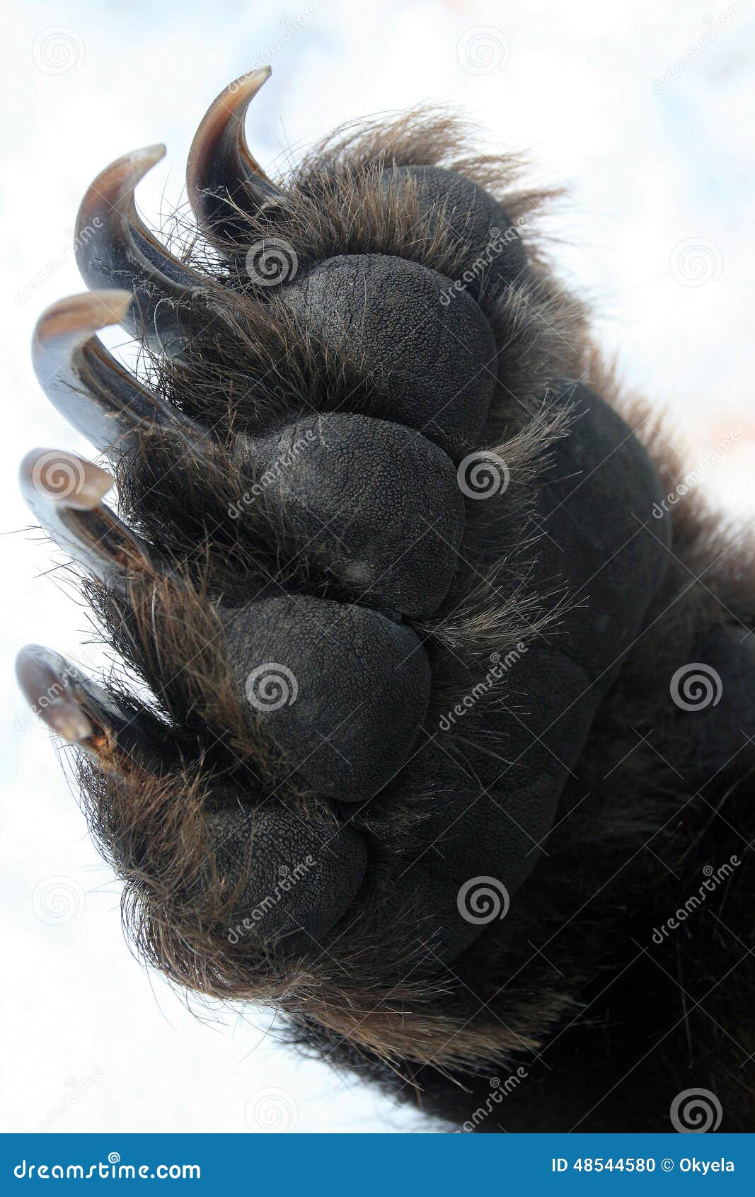 Forepaw Kamchatka Bear, Leg with Claws Stock Photo - Image of toes ...