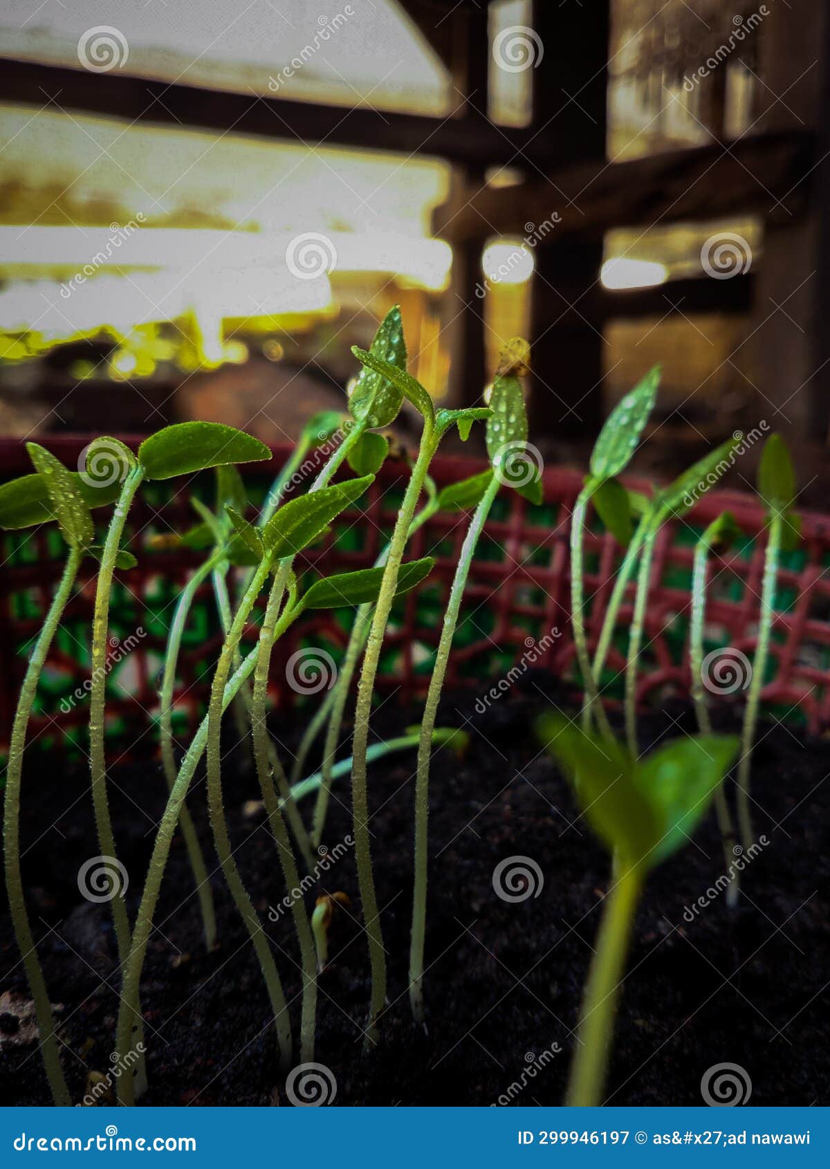 This is the Forerunner To the Birth of Life in the World Stock Image ...