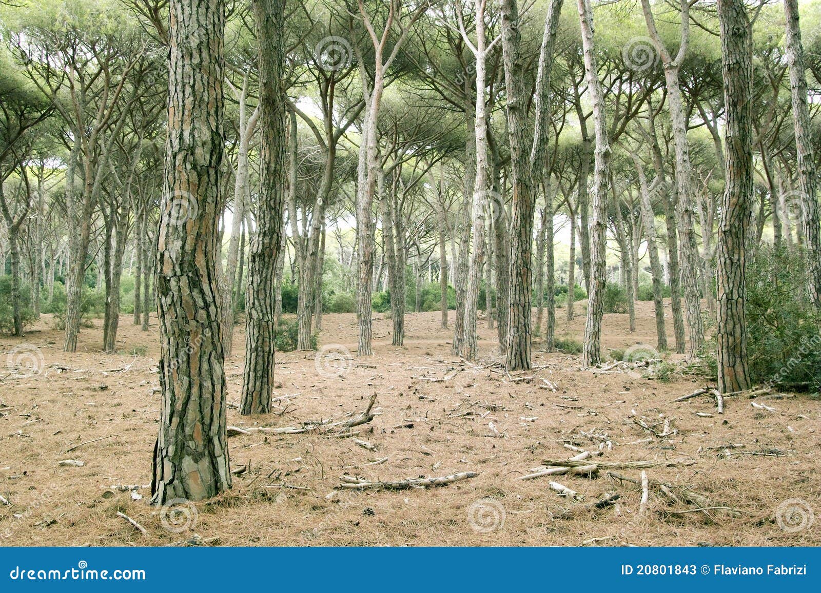 Foreshortening of the Pine Forest of Feniglia Stock Image - Image of ...