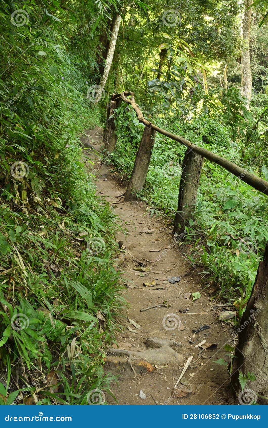 Foress trails stock photo. Image of life, season, fresh - 28106852