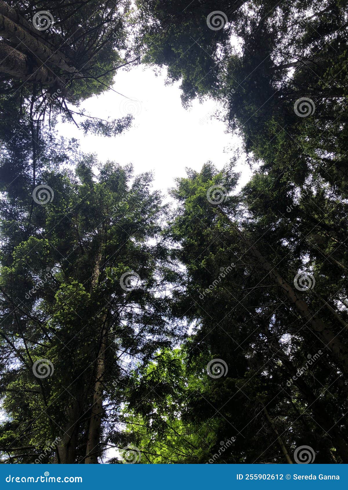 Foresst Top View Trees Landscape 4 Stock Photo - Image of holiday ...