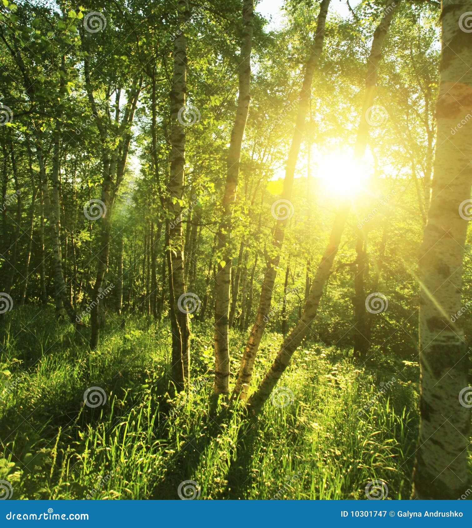 Forest stock image. Image of outdoor, rural, countryside - 10301747