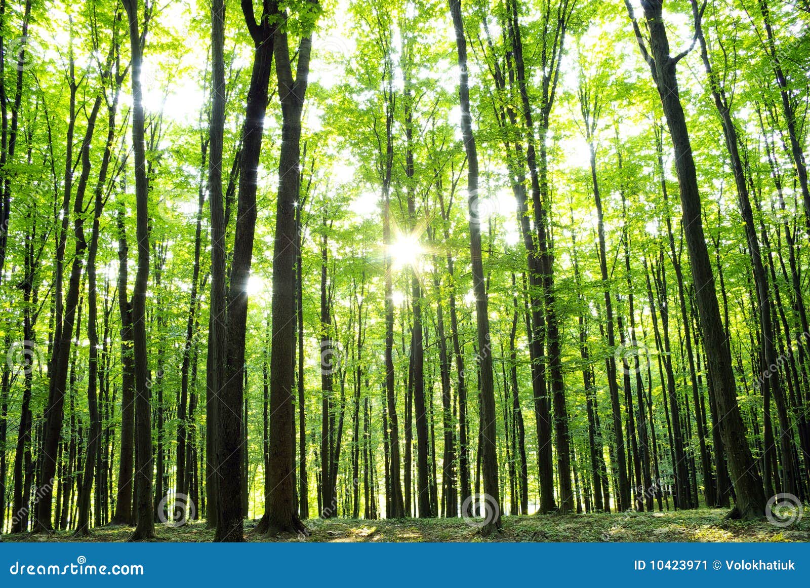 Forest stock image. Image of leaf, trunk, root, plant - 10423971