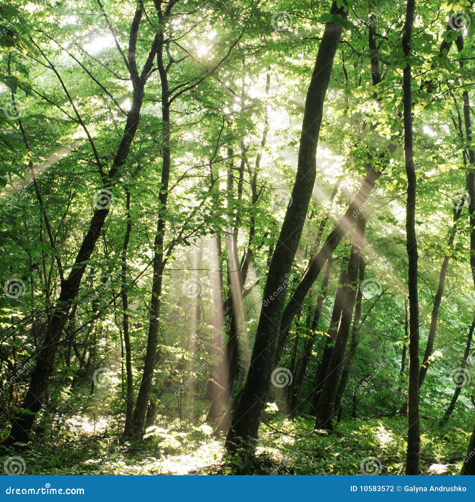 Forest stock photo. Image of cheerful, spring, scenery - 10583572