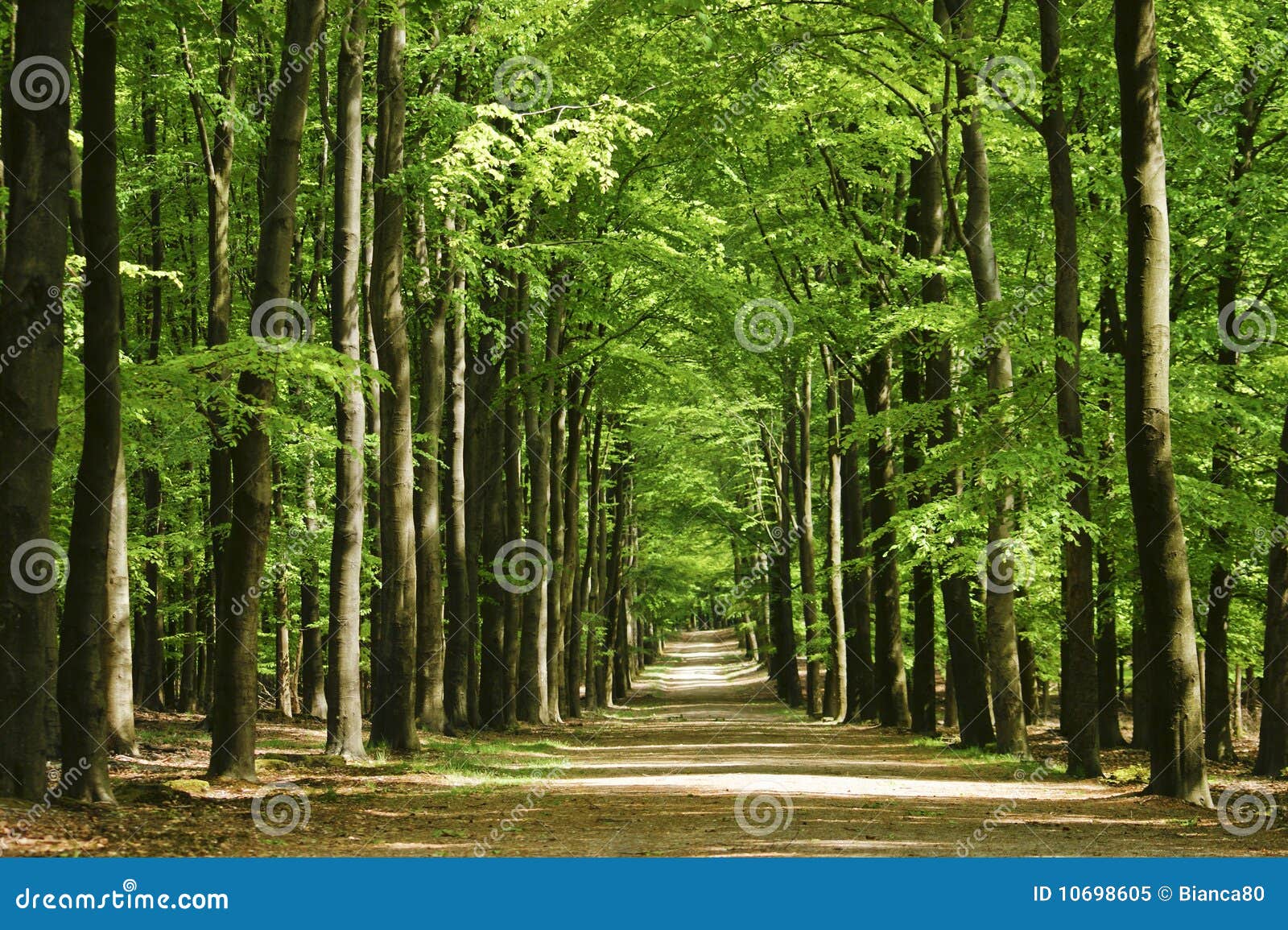 Forest stock image. Image of summer, separation, trees - 10698605
