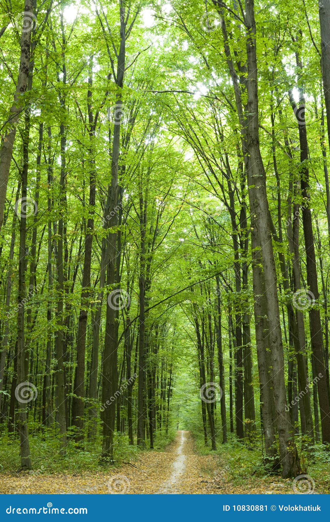 Forest stock image. Image of canopy, landscape, tree - 10830881
