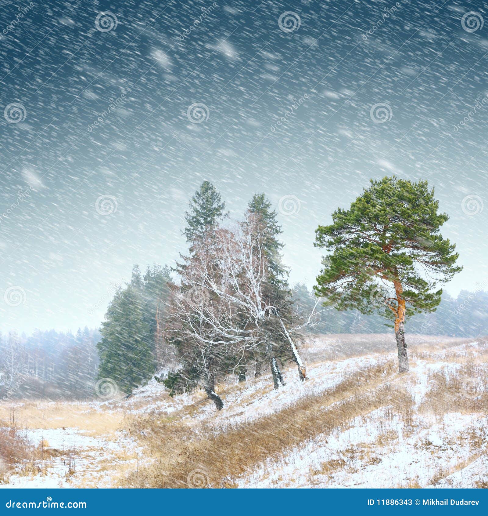 Forest stock image. Image of calm, serene, cool, rocky - 11886343