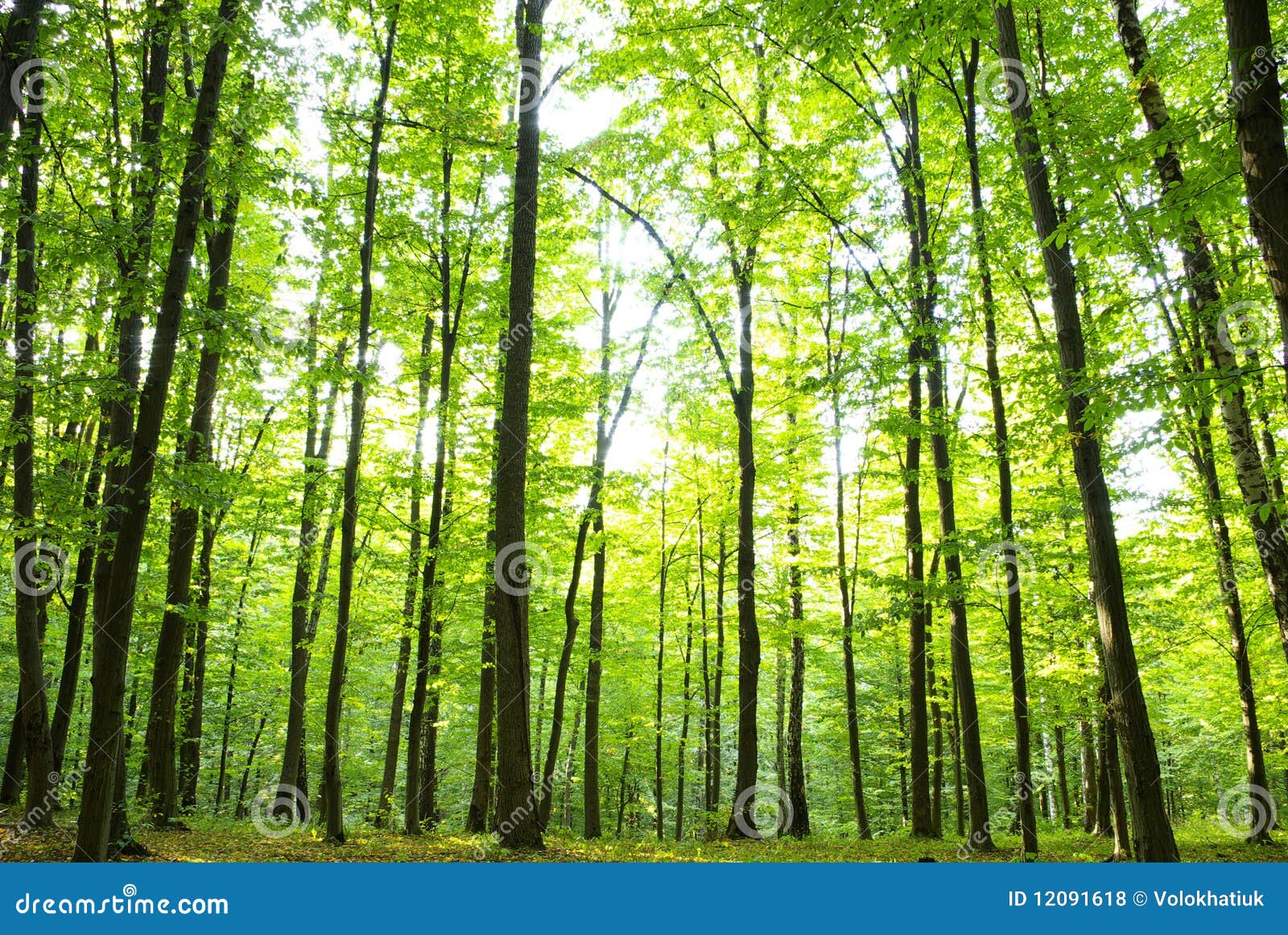 Forest stock photo. Image of outdoors, reserve, wilderness - 12091618