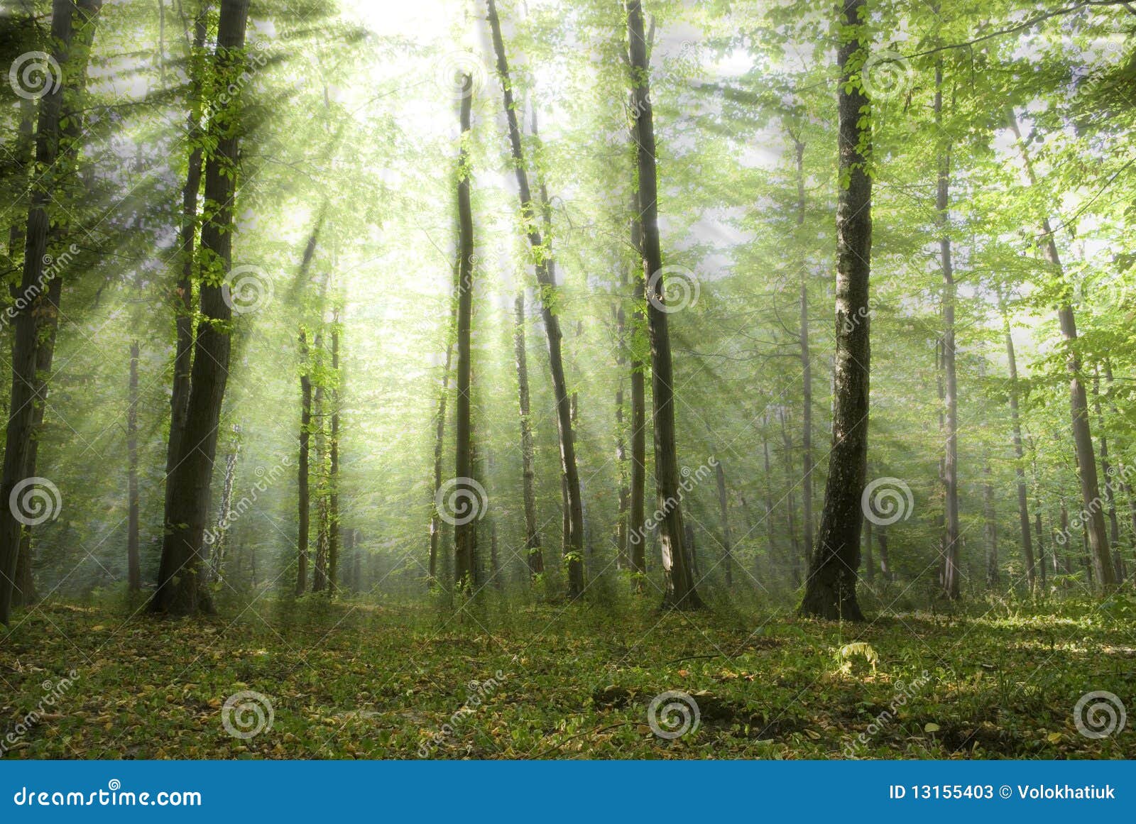 Forest stock image. Image of environment, green, mist - 13155403