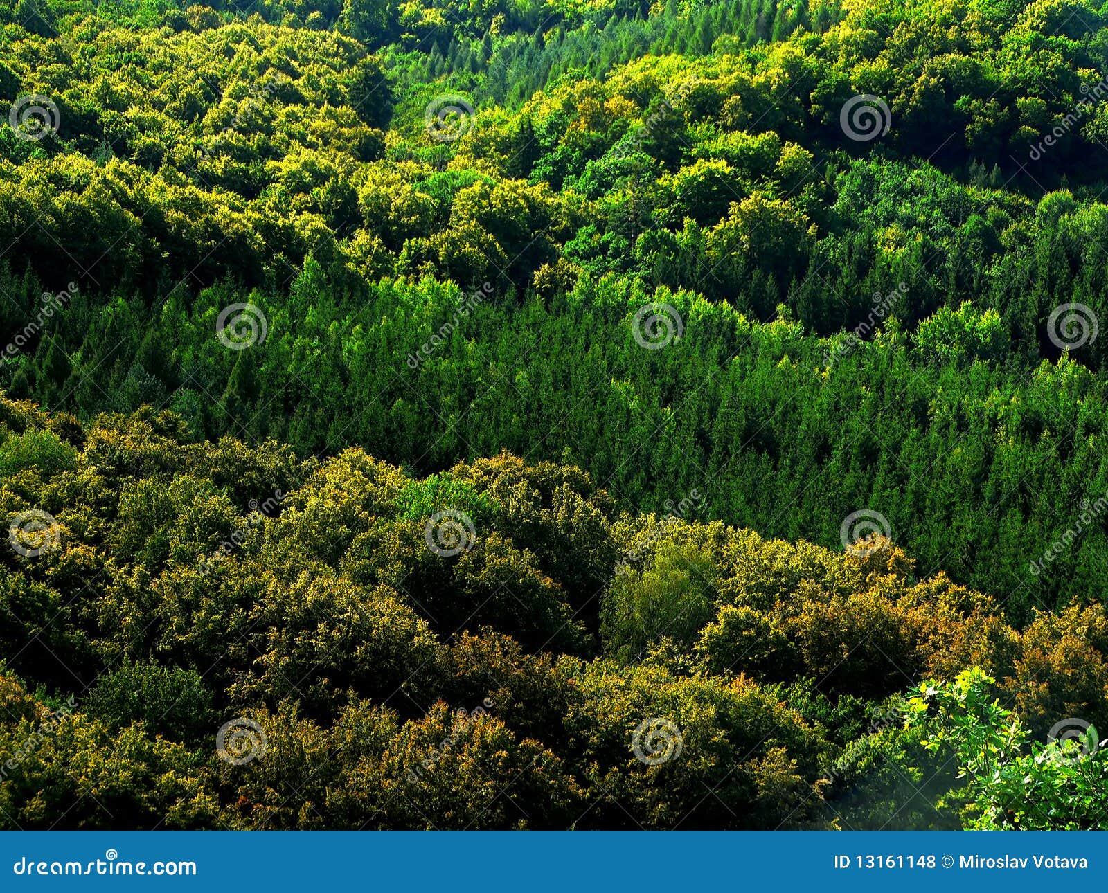 Forest stock photo. Image of nature, botanical, forest - 13161148