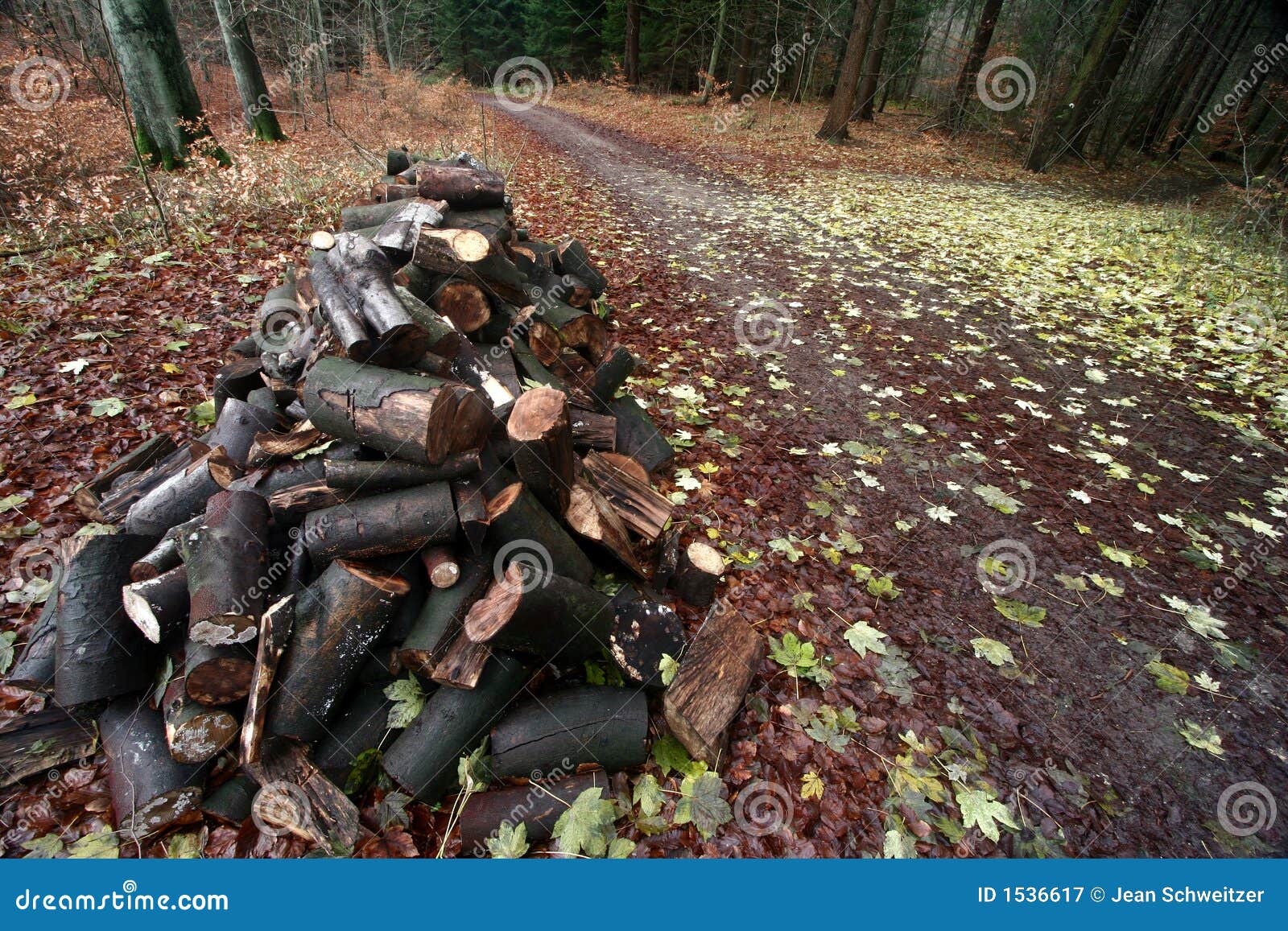 Forest Picture. Image: 1536617