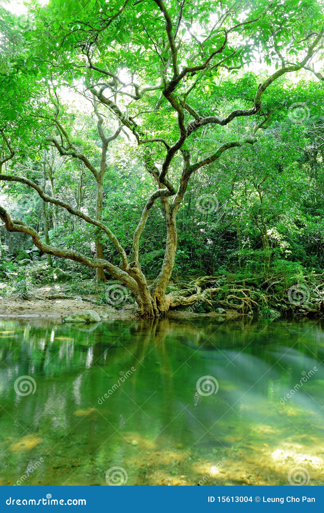 Forest stock photo. Image of clean, fresh, nature, beautiful - 15613004