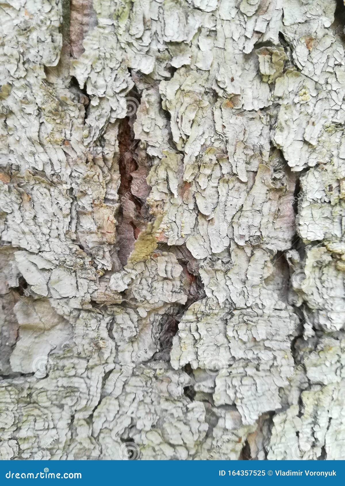 Blue Spruce Bark in the Autumn Forest. Stock Image - Image of abstract ...