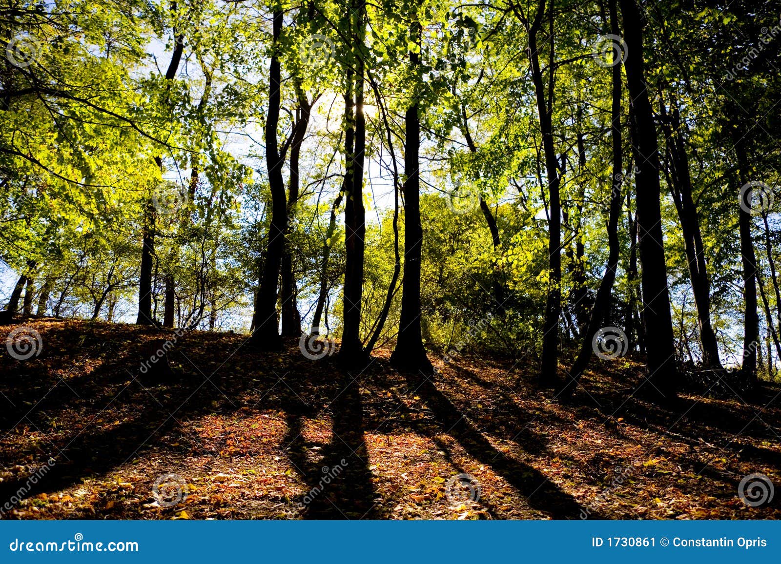 Forest stock image. Image of quiet, leaves, woods, relaxing - 1730861