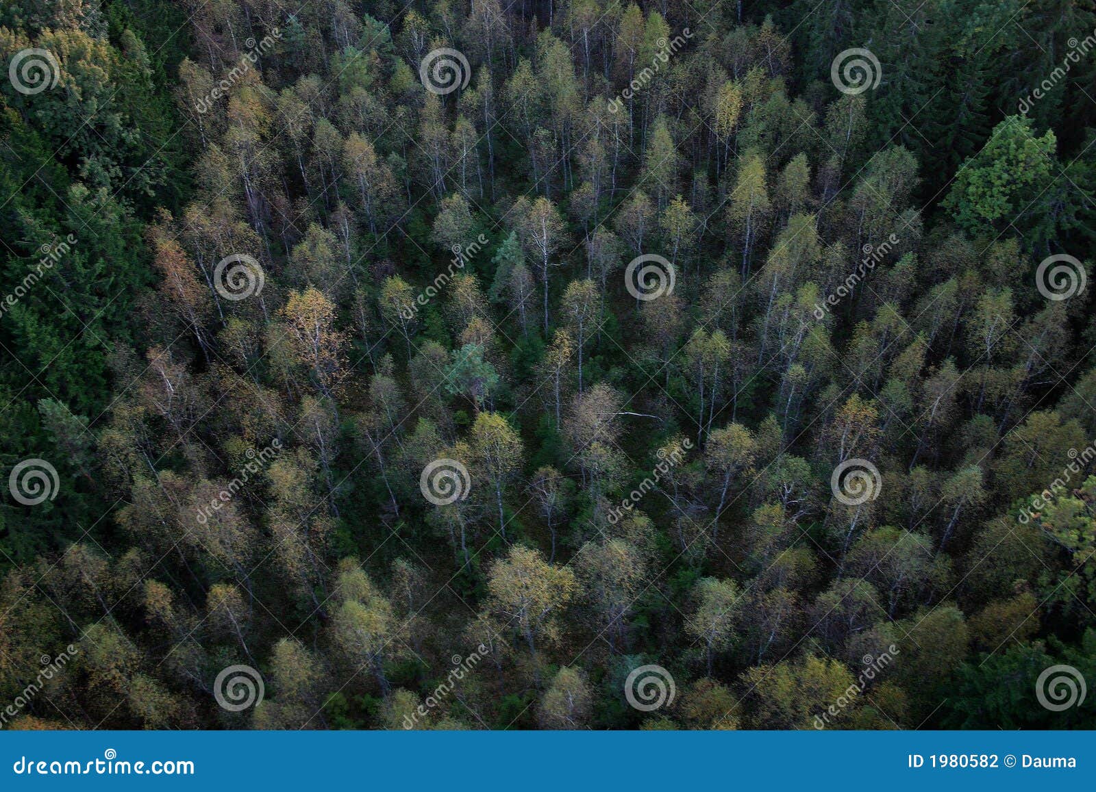 Forest stock photo. Image of hihgt, texture, forest, land - 1980582