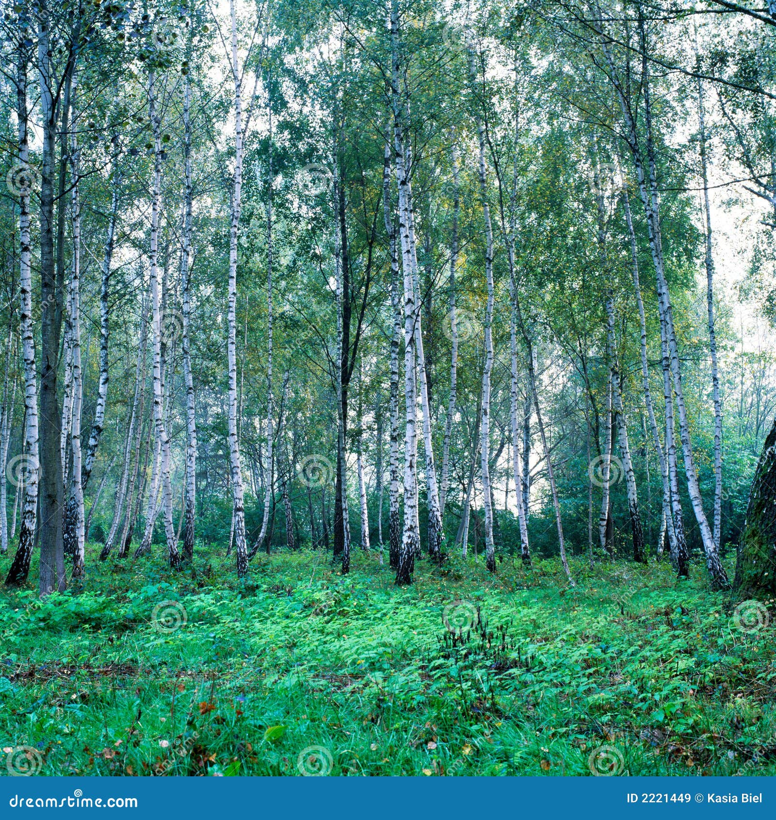 Forest stock image. Image of park, outdoor, scenery, growth - 2221449