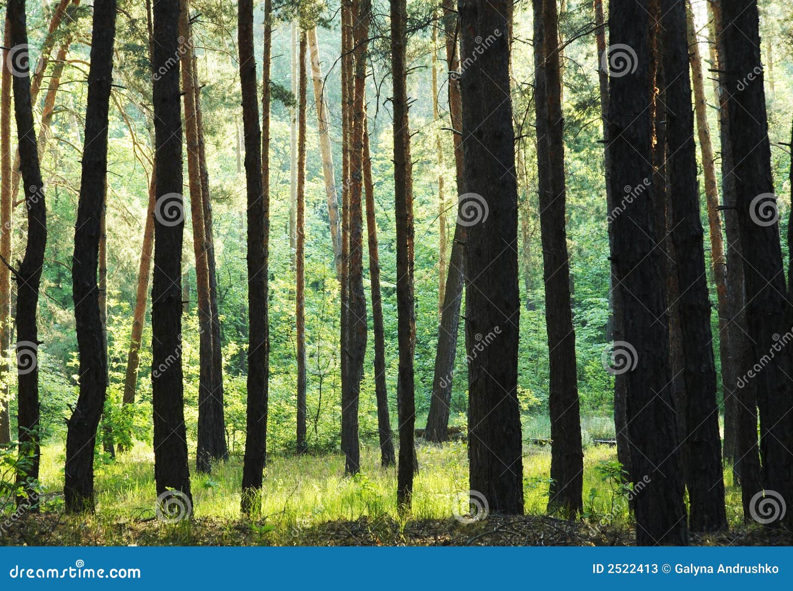 Forest stock image. Image of field, land, cheerful, landscape - 2522413