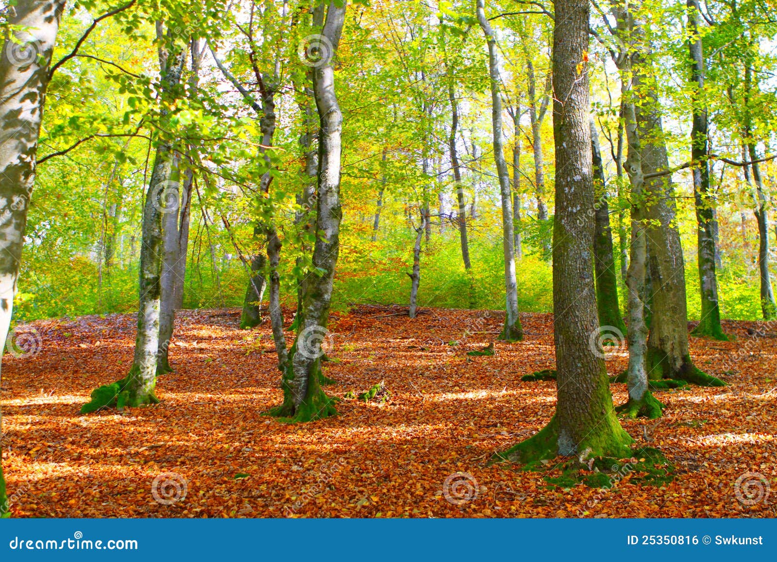 In forest stock photo. Image of spring, meadow, forest - 25350816