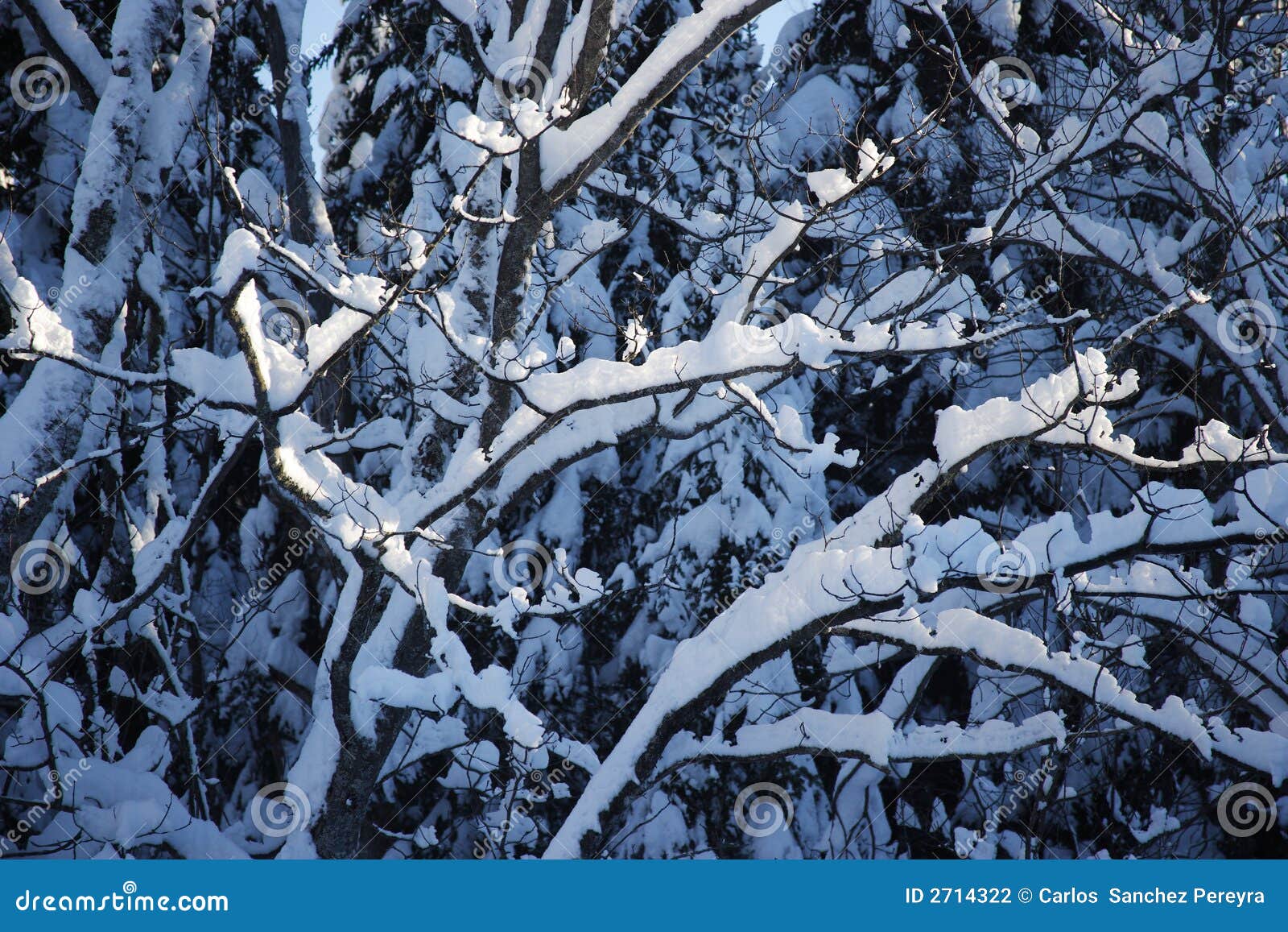 Forest stock photo. Image of canada, snow, quebec, travel - 2714322