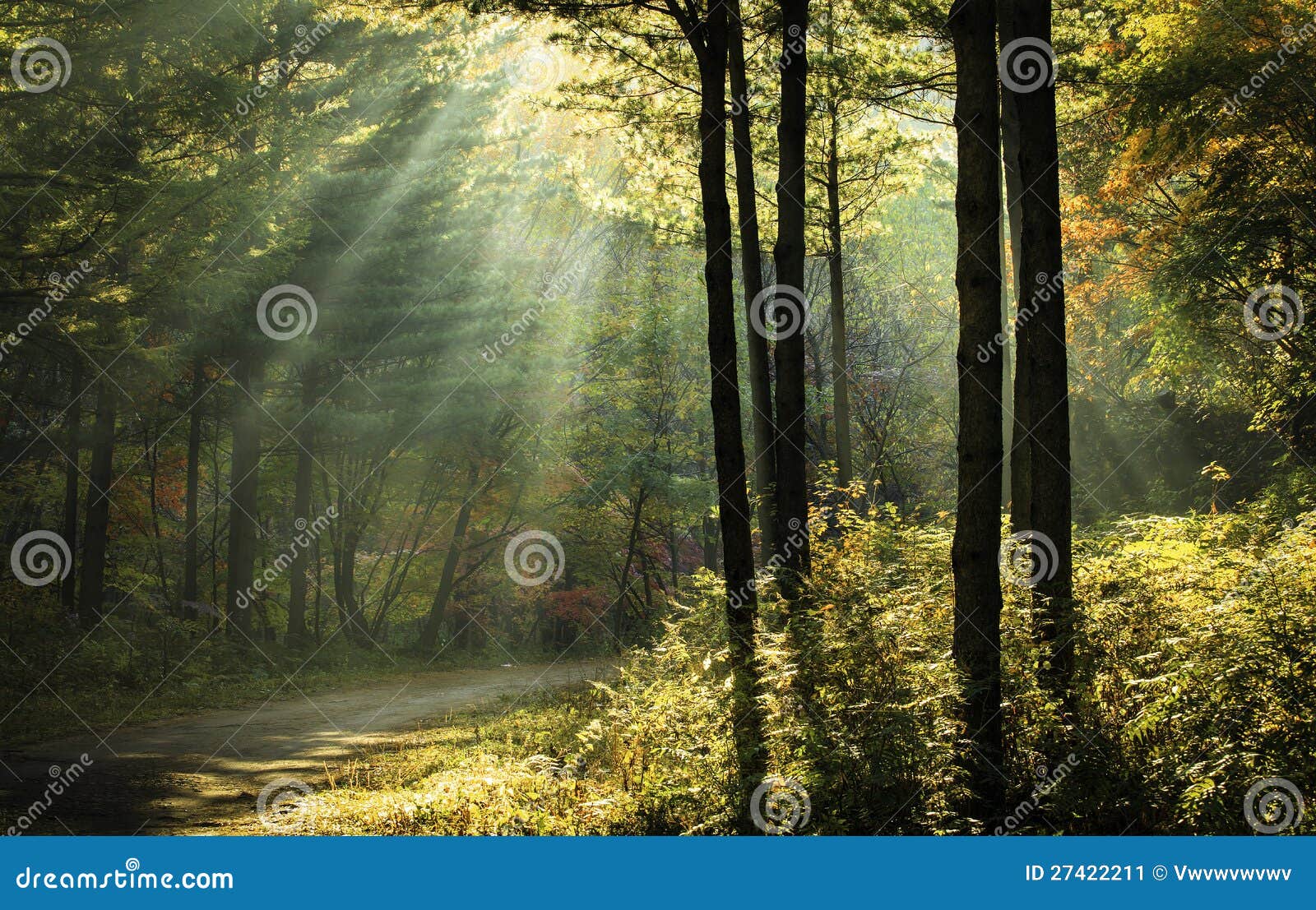 Forest stock image. Image of trees, warm, leaf, wild - 27422211