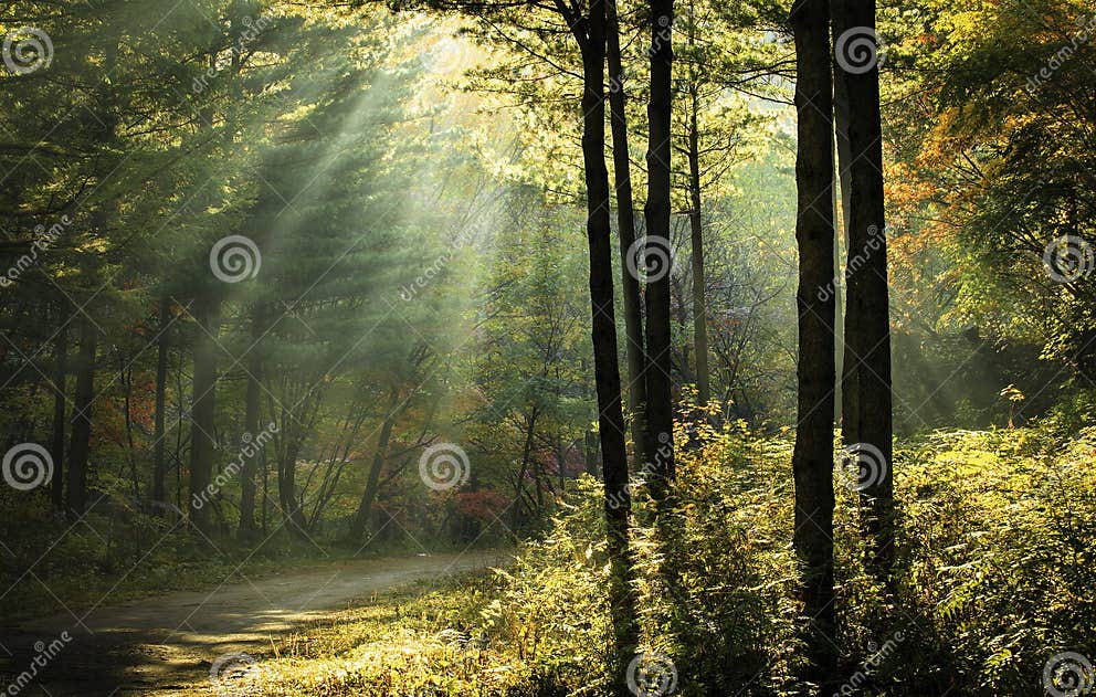Forest stock image. Image of trees, warm, leaf, wild - 27422211