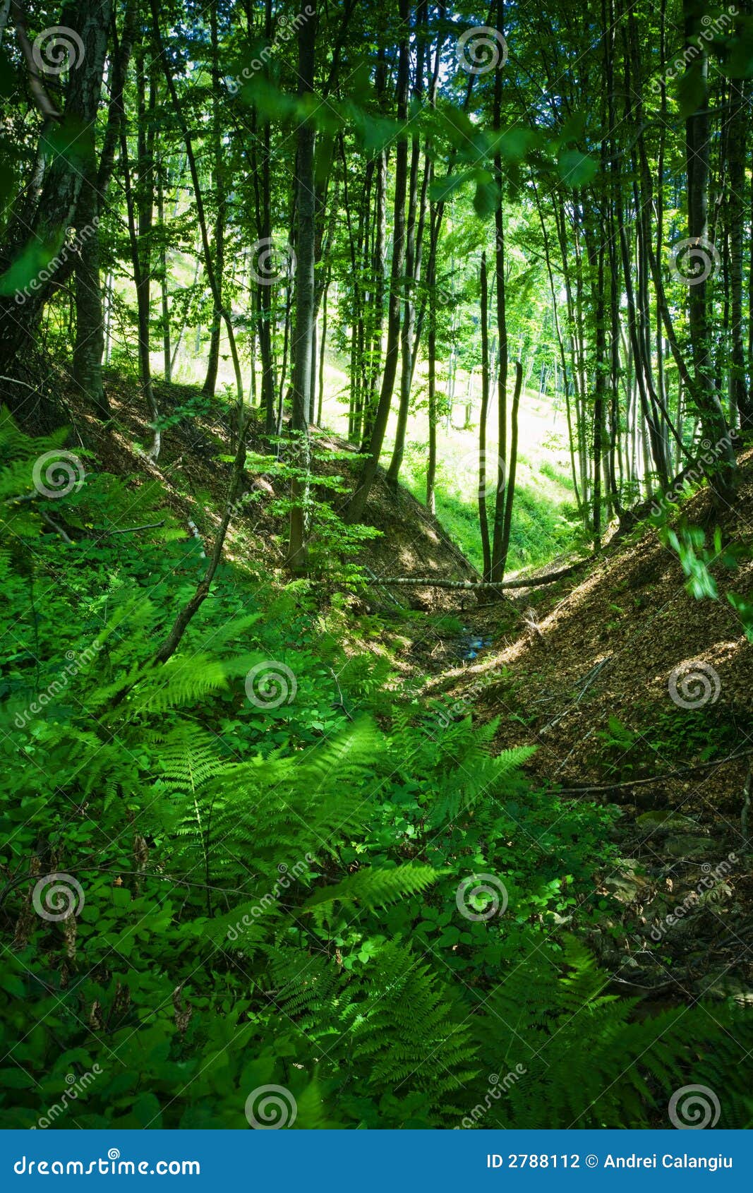 Forest stock photo. Image of warm, summer, woodland, adventure - 2788112