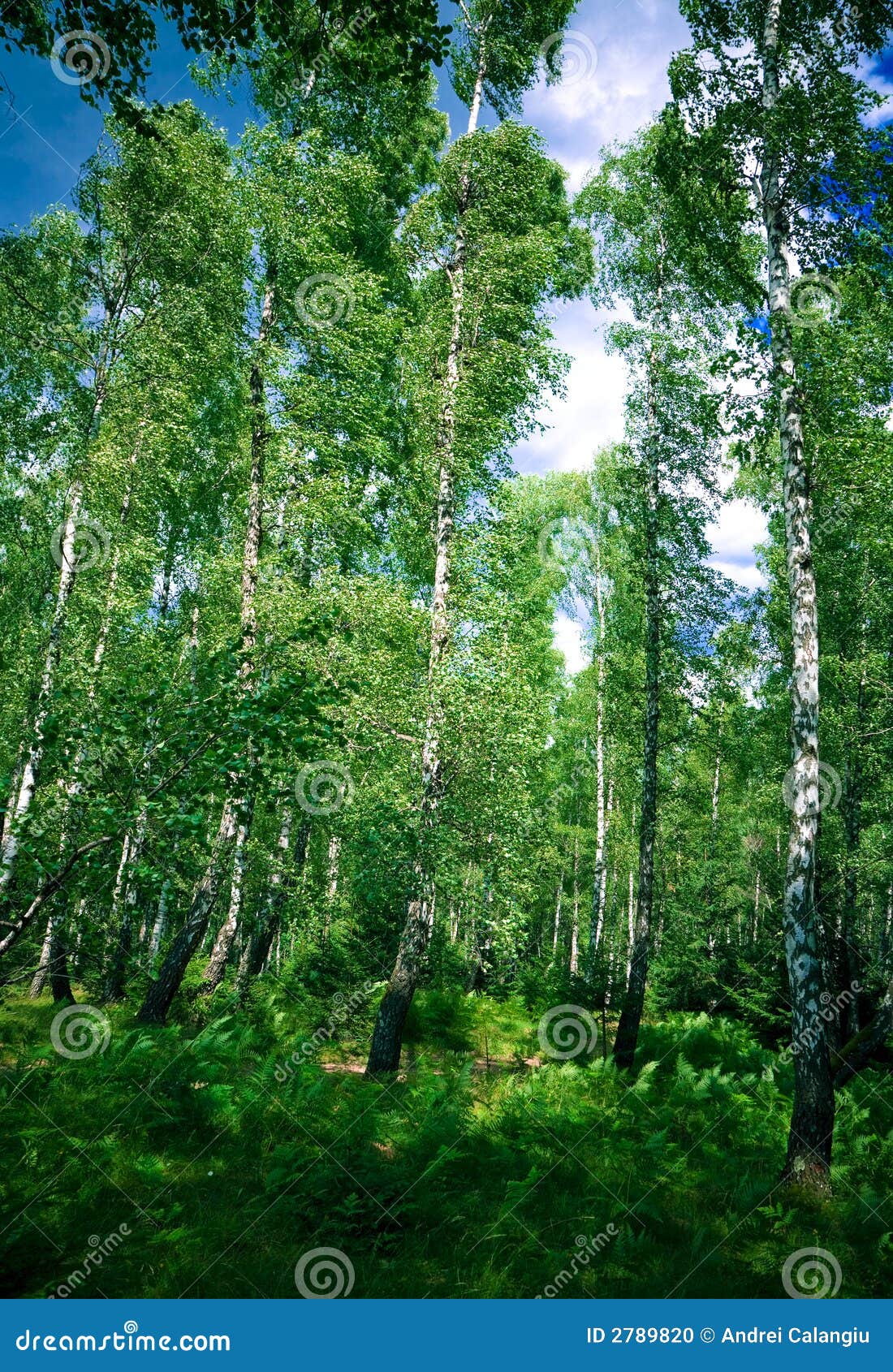 Forest stock photo. Image of warm, woodland, shady, evergreen - 2789820