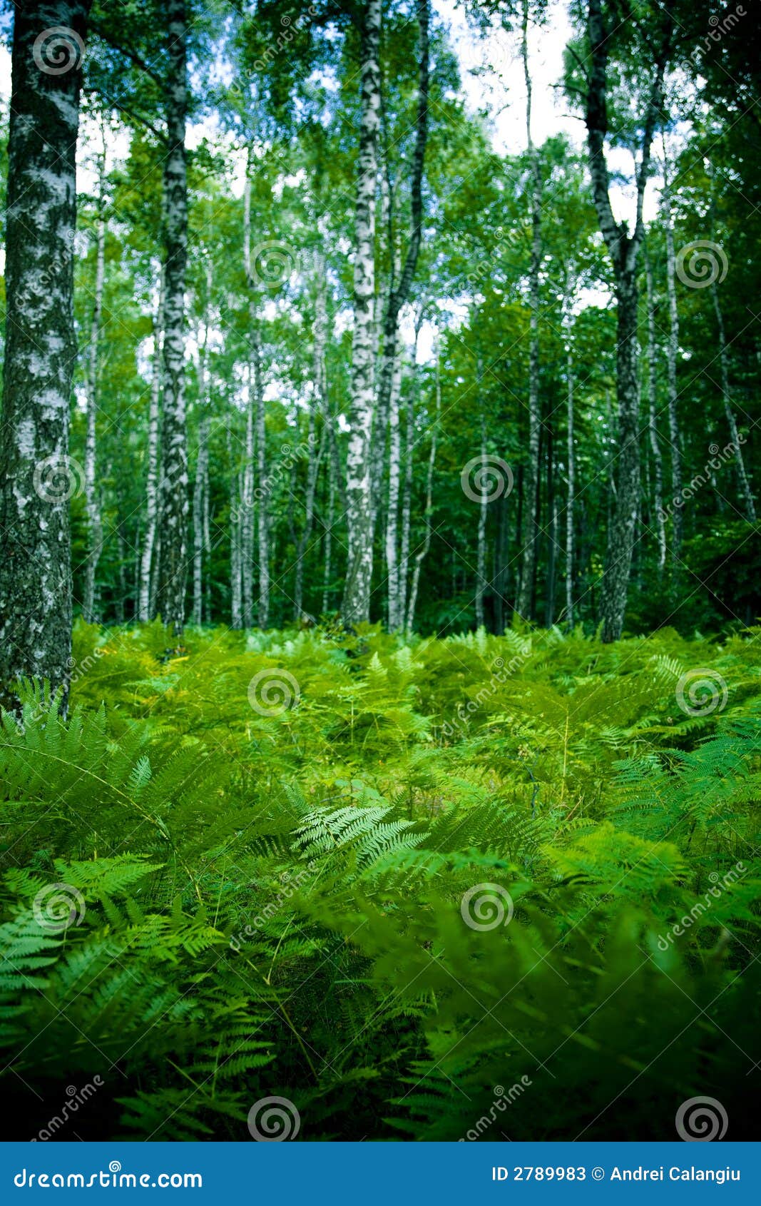 Forest stock image. Image of forest, warm, tree, clearing - 2789983
