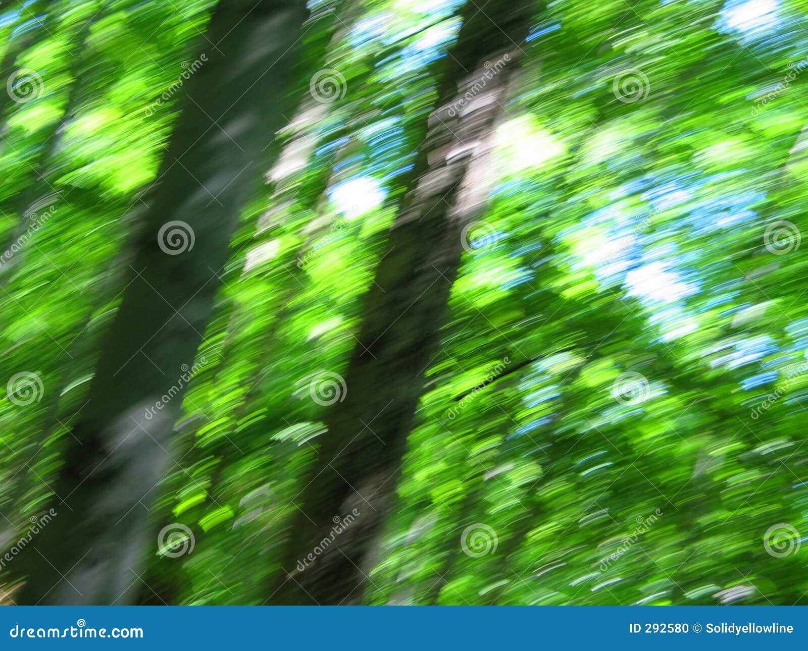 Forest stock photo. Image of forest, fast, trees, motion - 292580