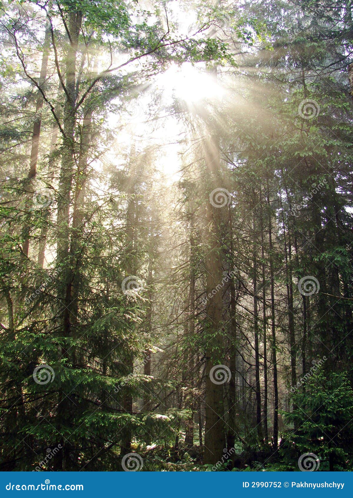 Forest stock photo. Image of radiance, glade, ethereal - 2990752