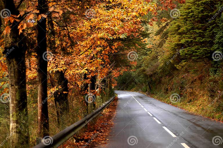 Forest stock photo. Image of leaf, leaves, green, road - 322264