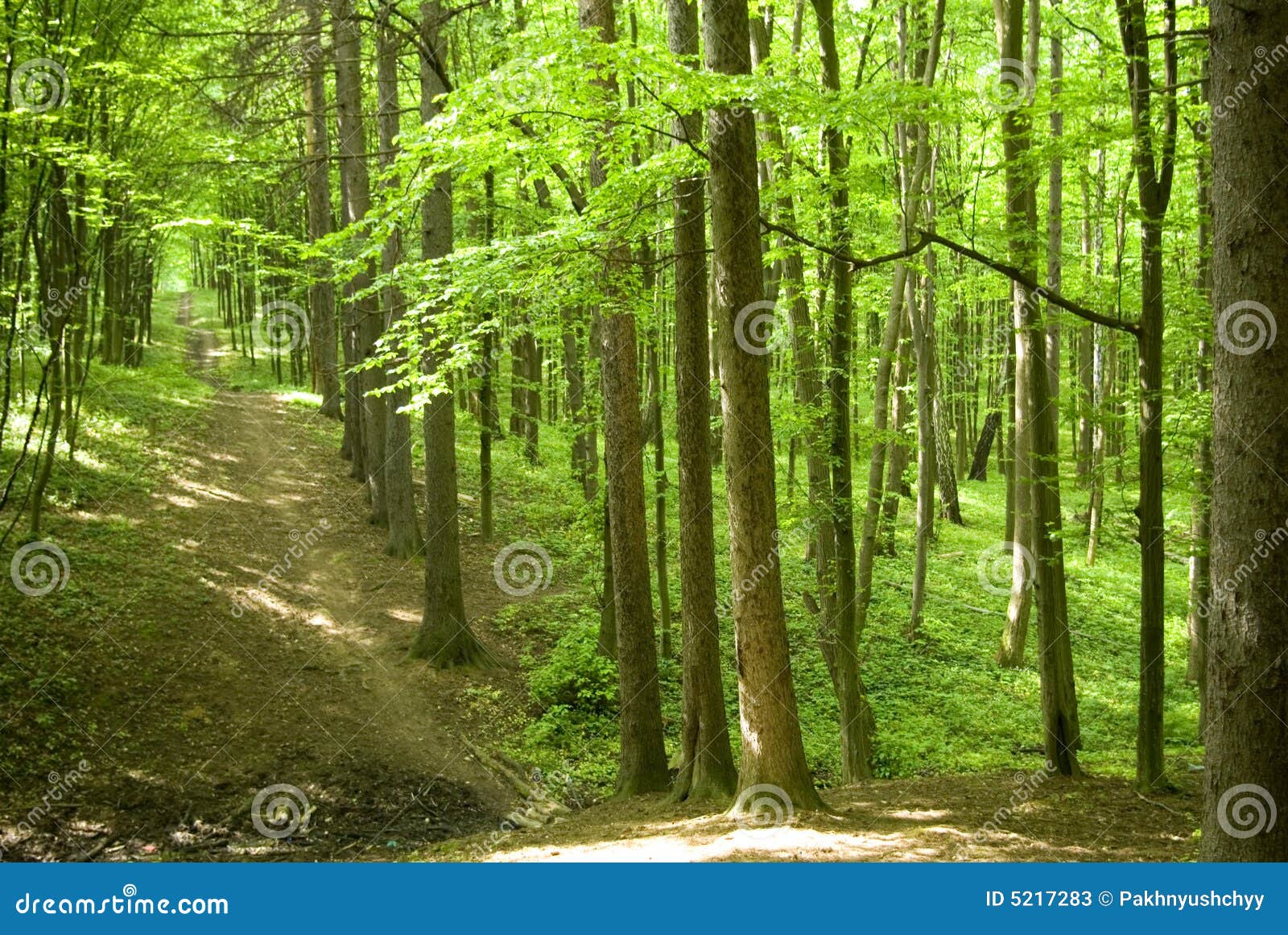 Forest stock image. Image of soft, natural, nature, woods - 5217283