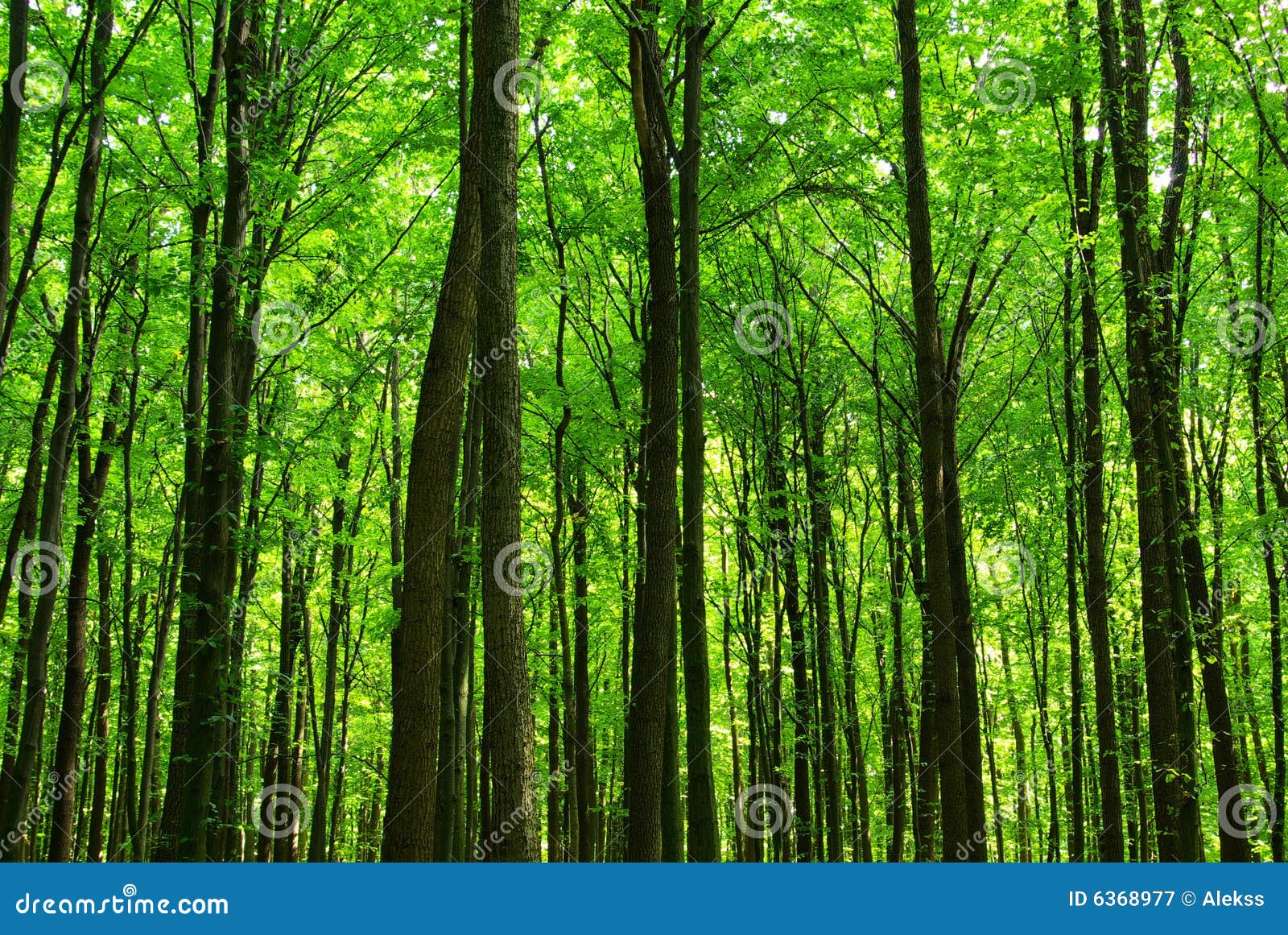 Forest stock image. Image of nature, tree, branches, perspective - 6368977