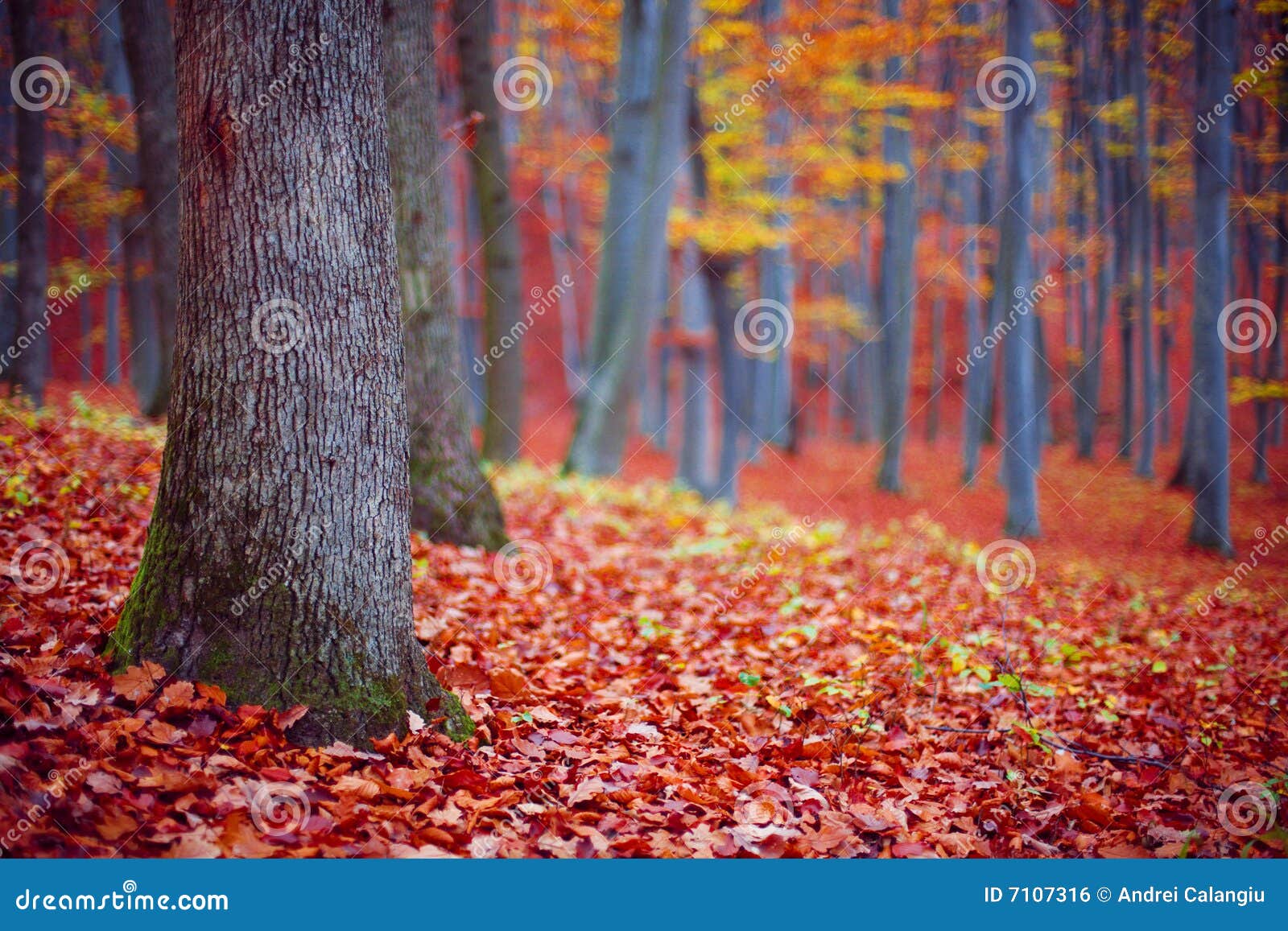 Forest stock photo. Image of colorful, colors, natural - 7107316
