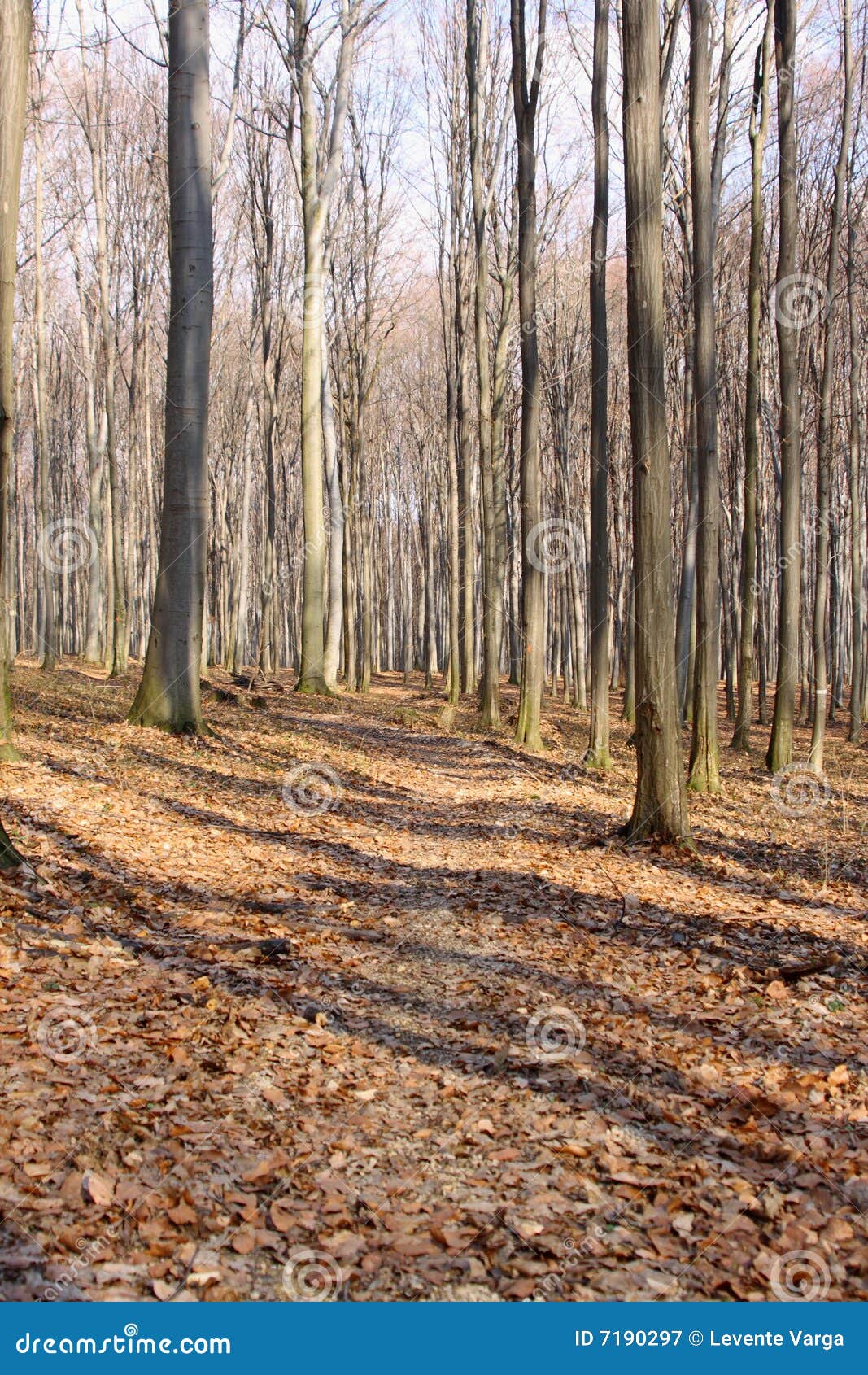 Forest stock image. Image of shrub, leaf, trees, scenic - 7190297