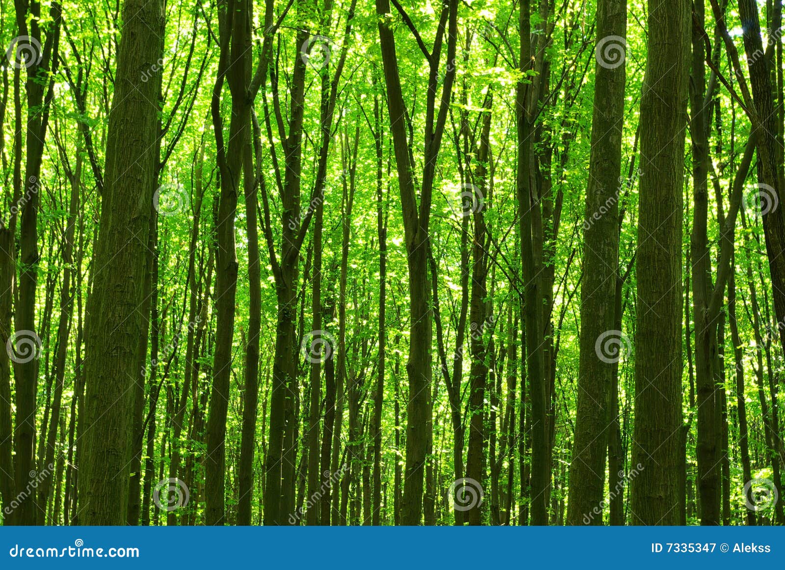 Forest stock image. Image of perspective, scenery, wild - 7335347