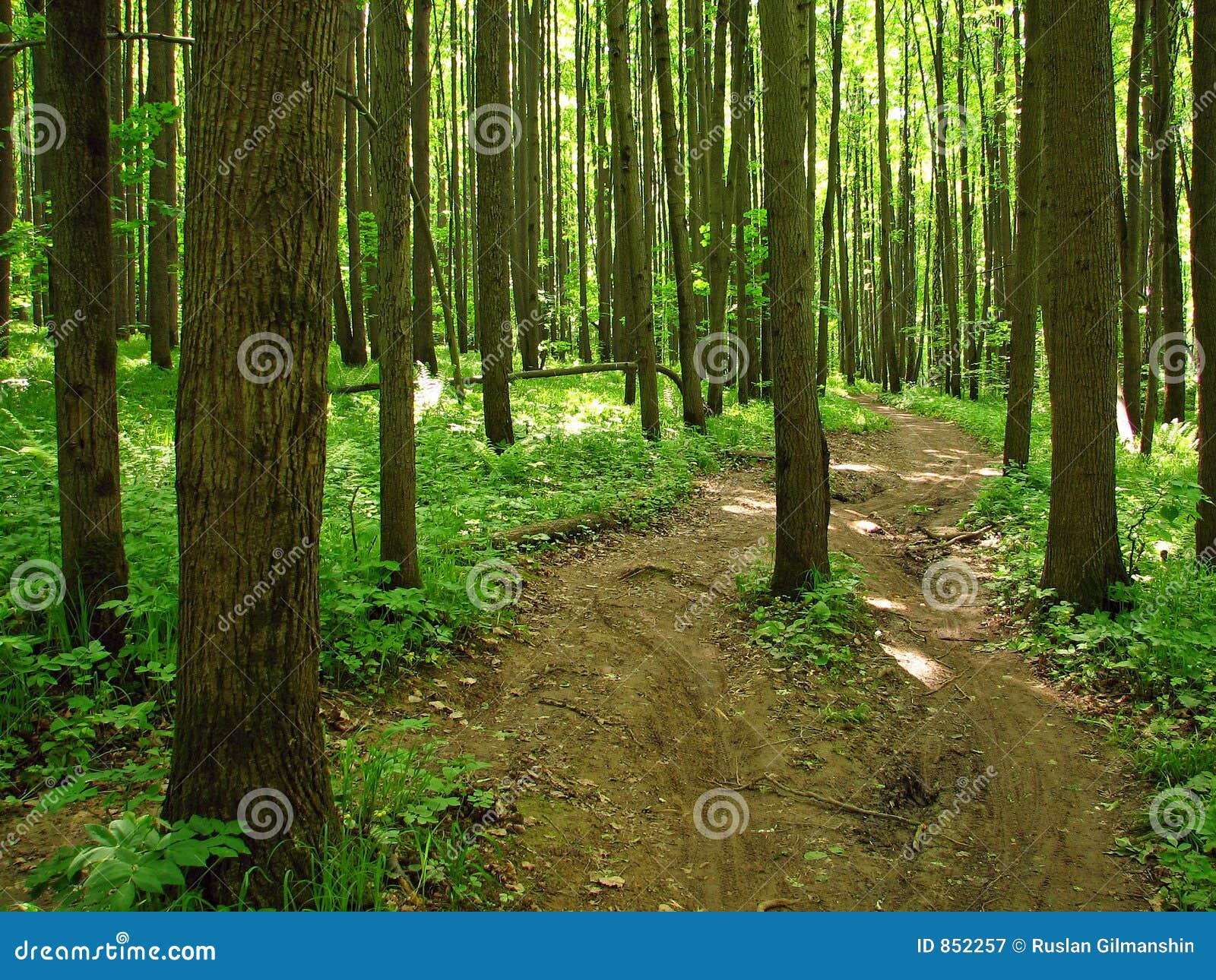 Forest stock image. Image of empty, forest, outdoor, branches - 852257