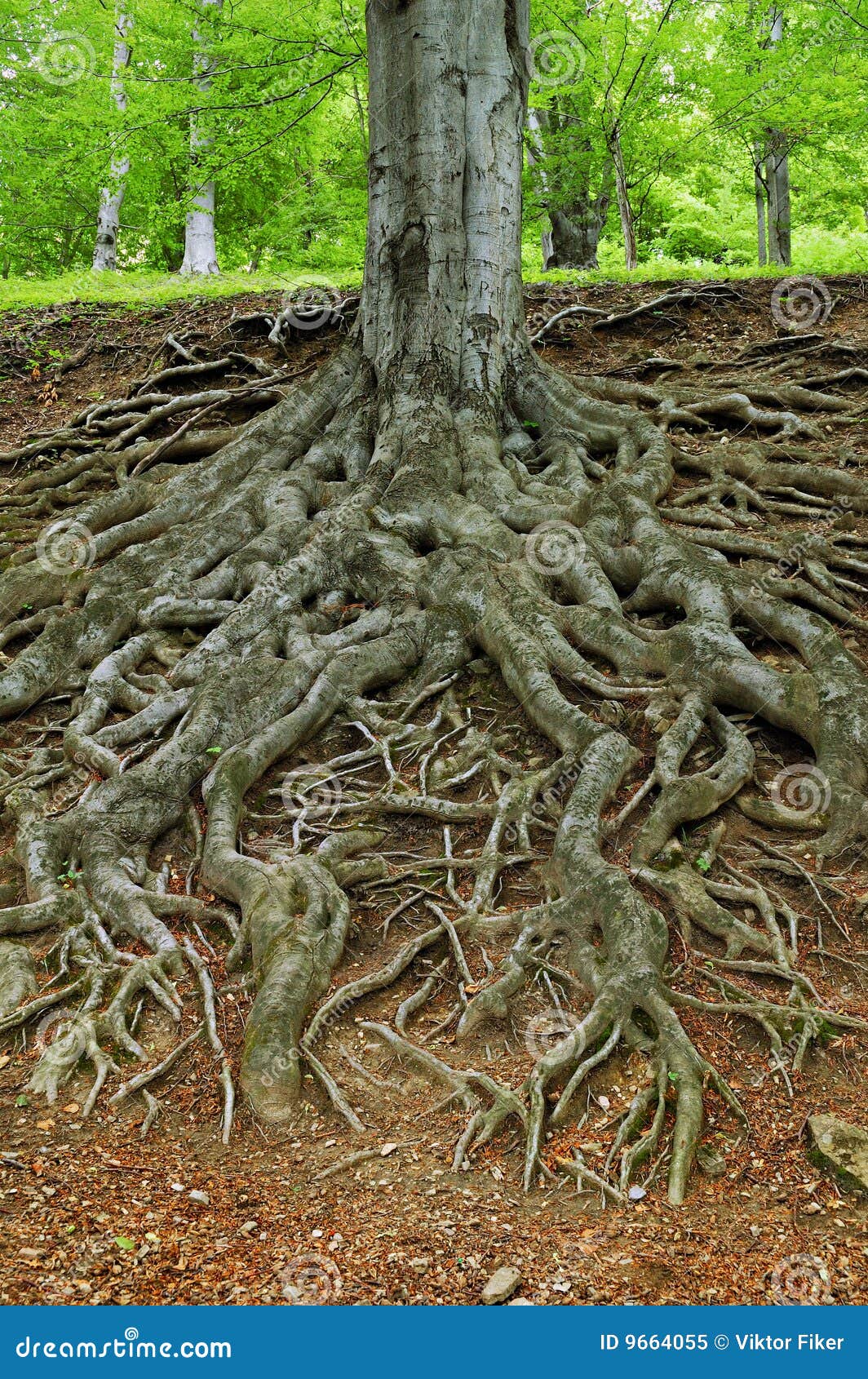 Forest stock image. Image of scene, nature, leaf, fresh - 9664055