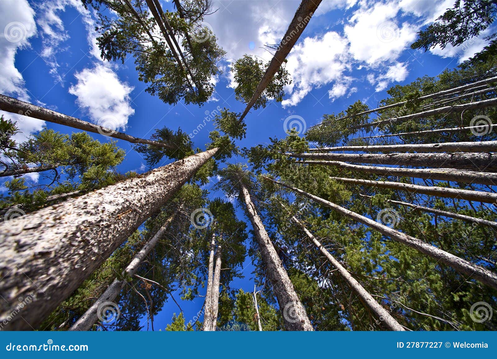 The Forest Above stock image. Image of timber, cloud - 27877227