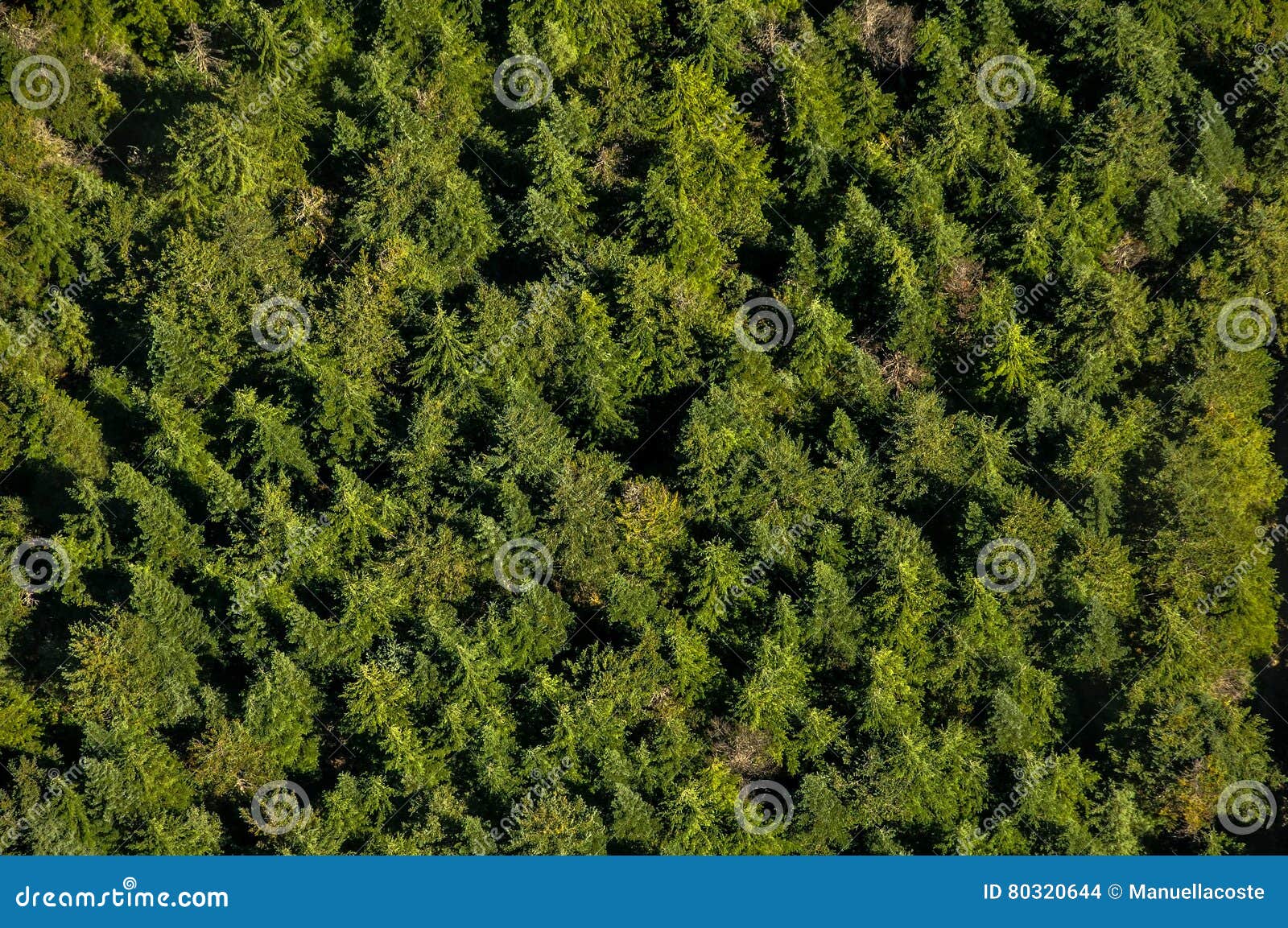 Forest from above stock photo. Image of tree, trees, american - 80320644
