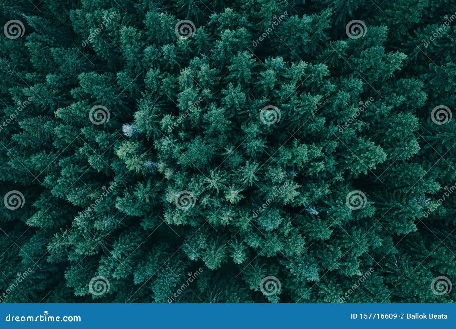 Forest from above stock image. Image of forestry, rural - 157716609