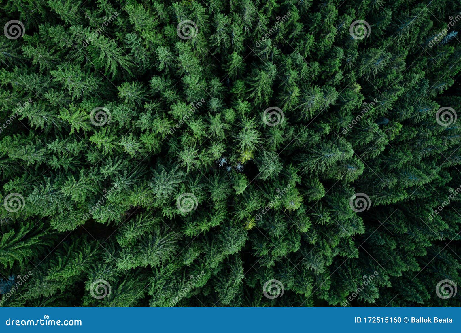Forest from above stock photo. Image of aerial, mountain - 172515160