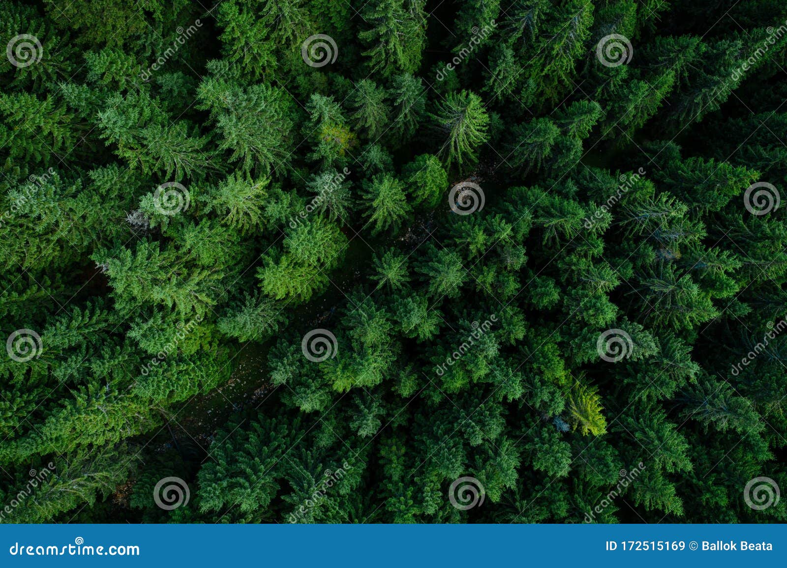 Forest from above stock image. Image of conifer, rural - 172515169