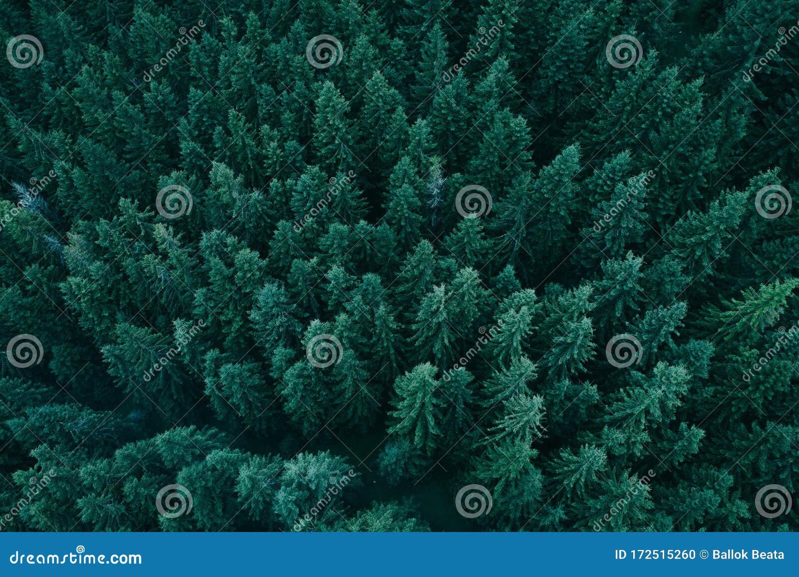 Forest from above stock photo. Image of conifer, forest - 172515260