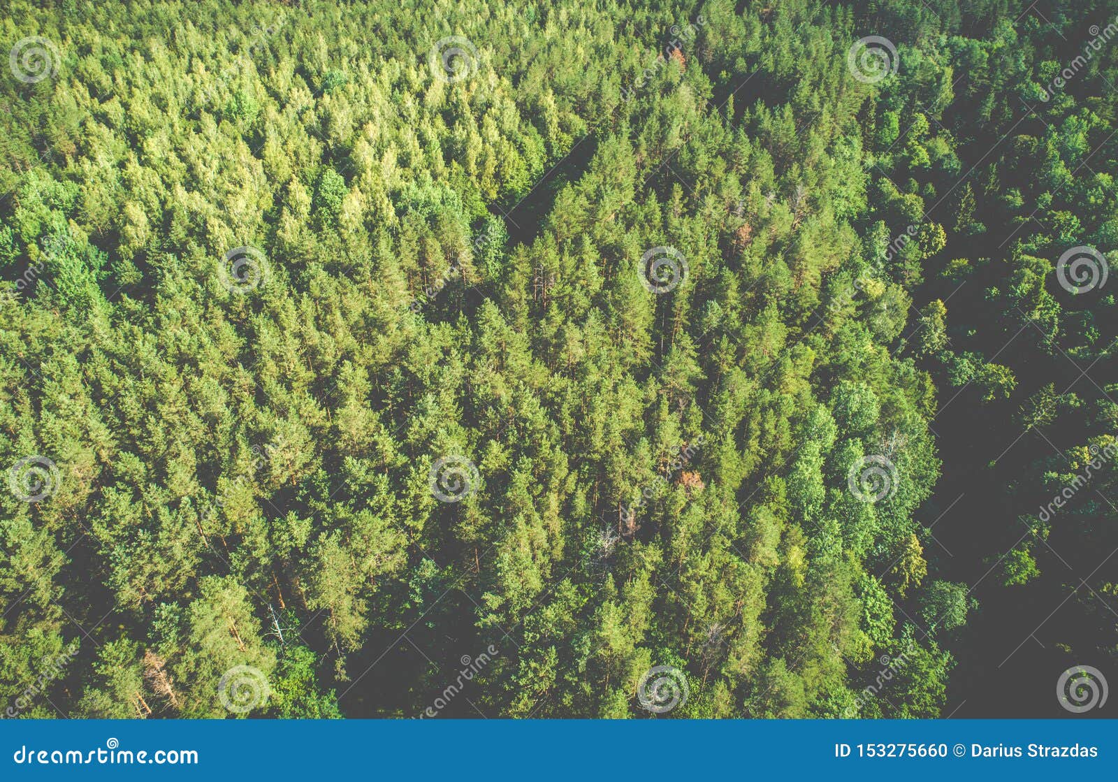 Forest from Above in Summer Stock Photo - Image of summer, roads: 153275660