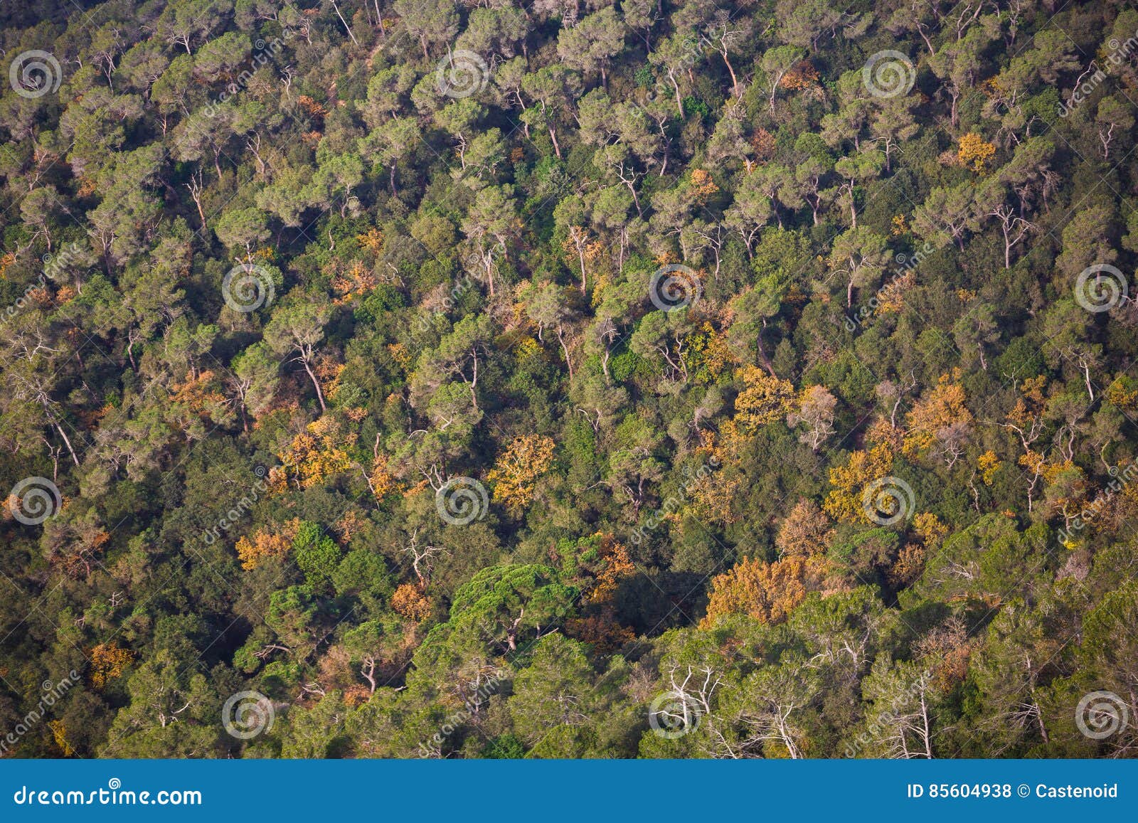 The forest from above stock photo. Image of high, sunlight - 85604938
