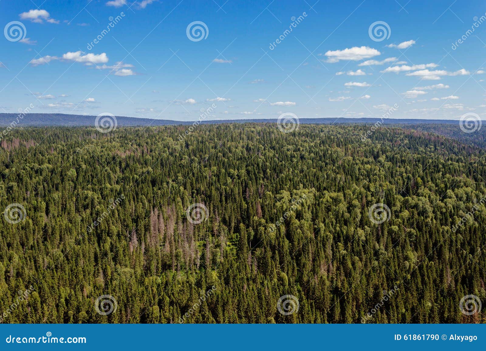 Forest from above stock photo. Image of tree, landscapes - 61861790