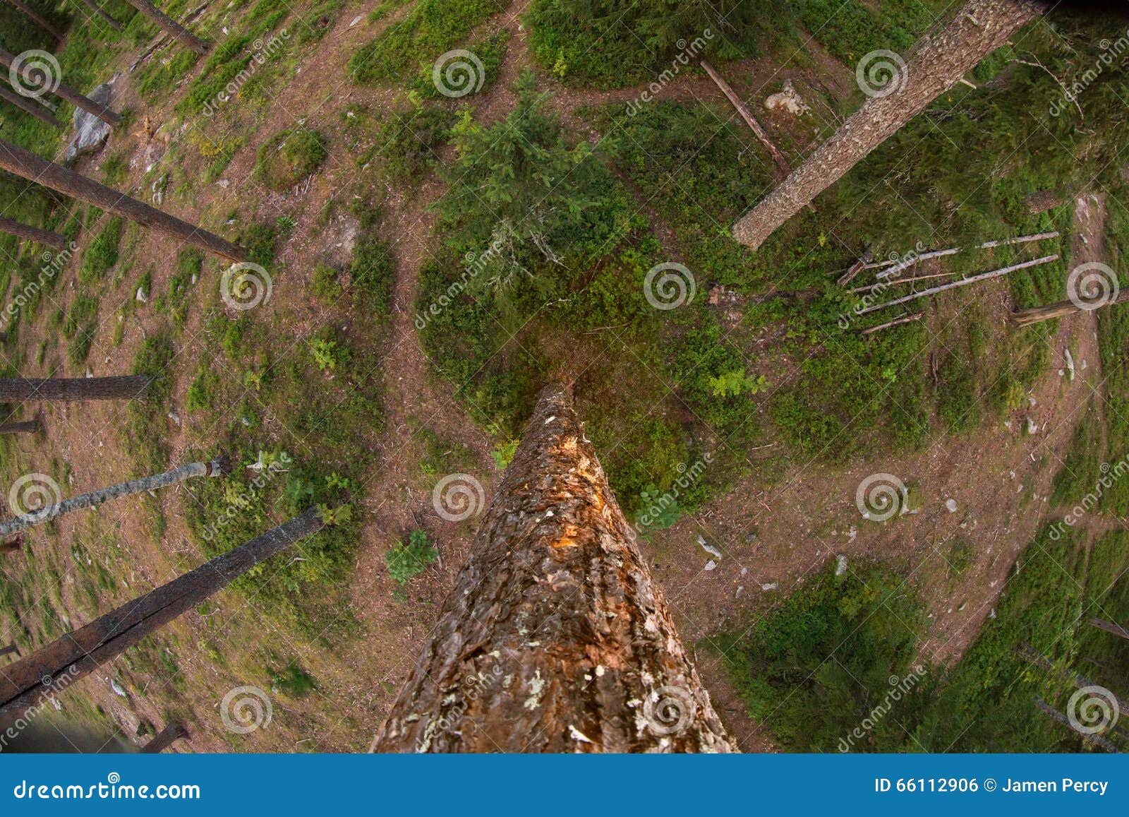 Forest from above stock photo. Image of view, descend - 66112906