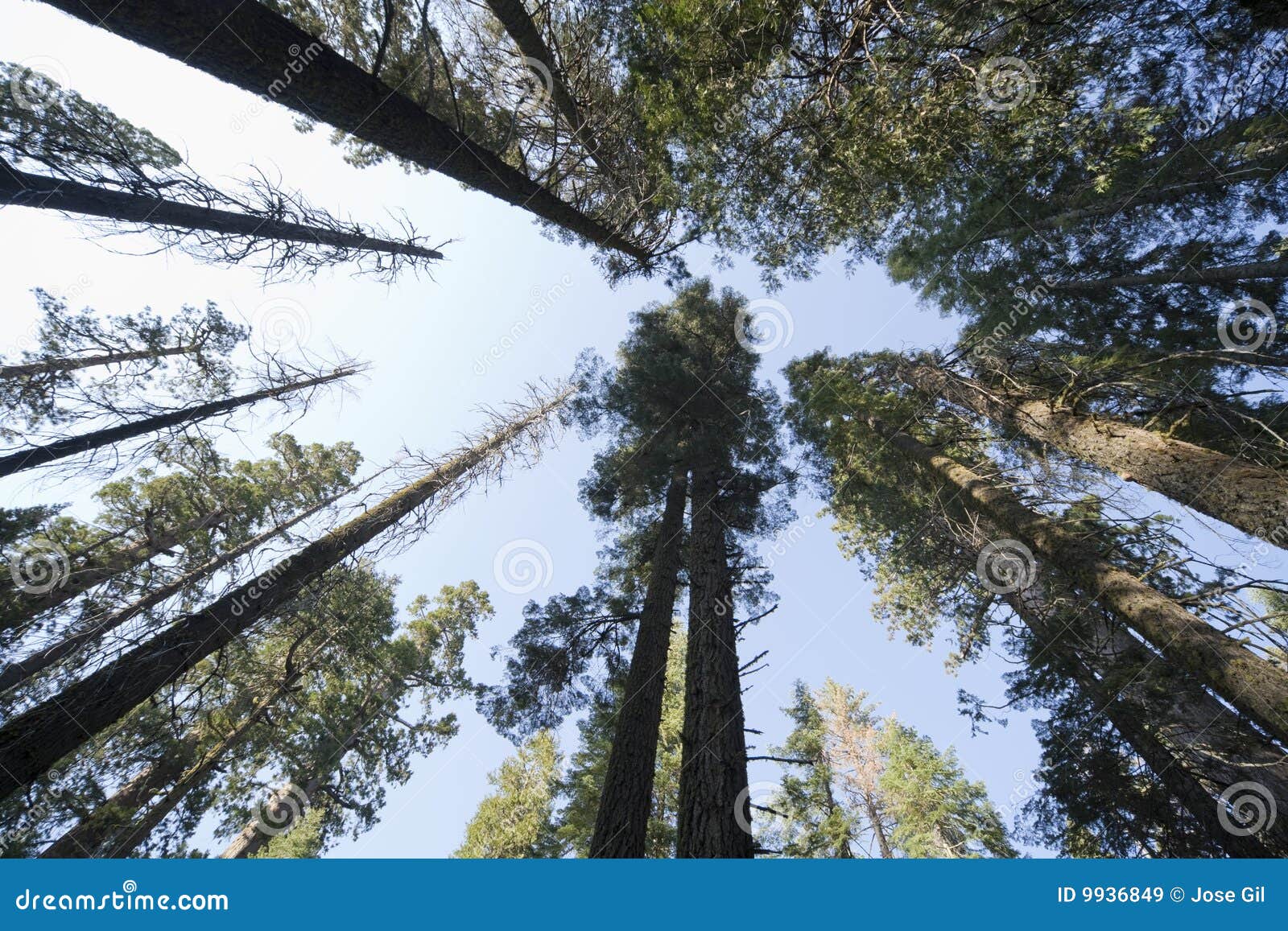 Forest Above Wide Angle stock image. Image of evergreen - 9936849
